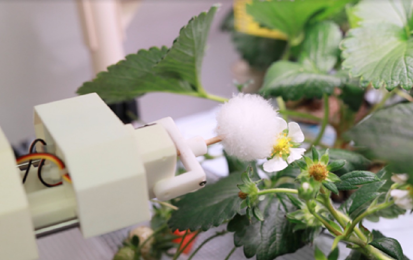 An evaluation of pollination methods for strawberries cultivated in ...