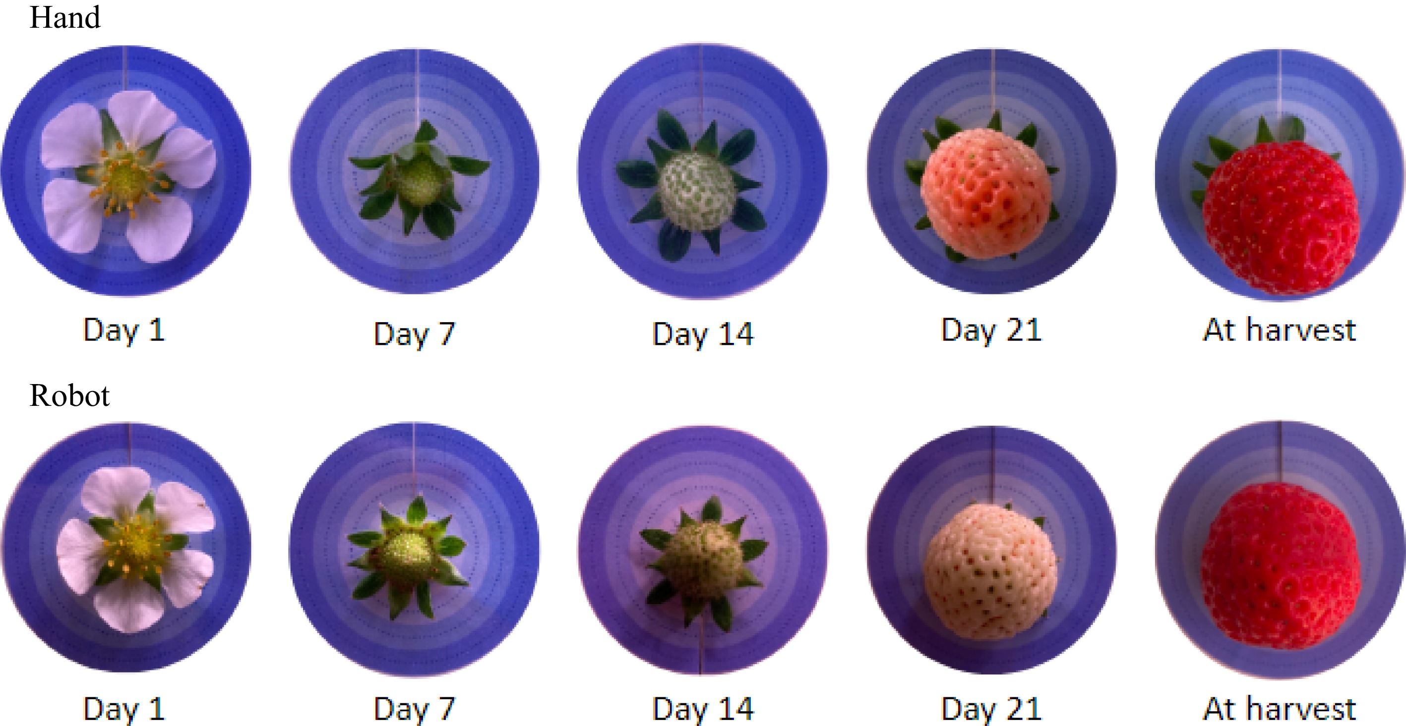 An evaluation of pollination methods for strawberries cultivated in ...