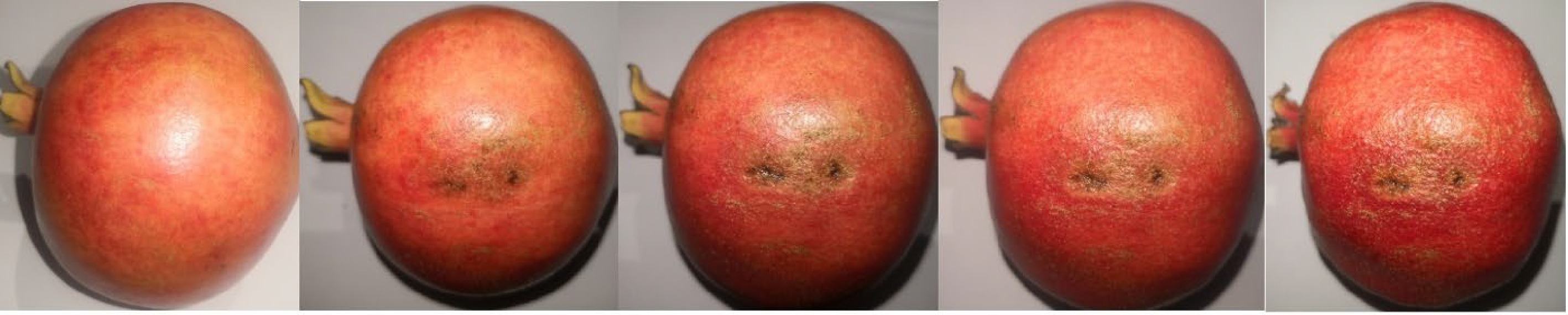 Early bruise detection on pomegranate ( Punica granatum L.), using ...