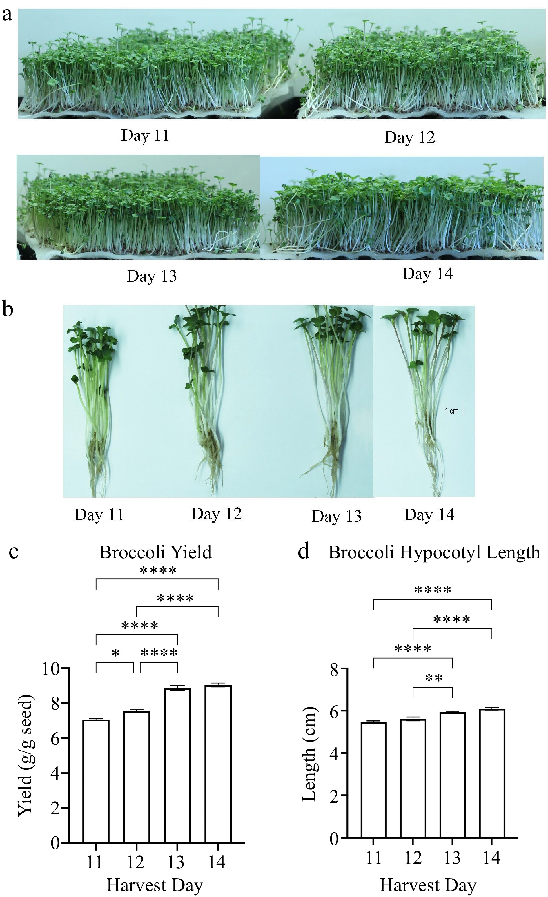 Effects of harvest day after first true leaf emergence of broccoli and ...