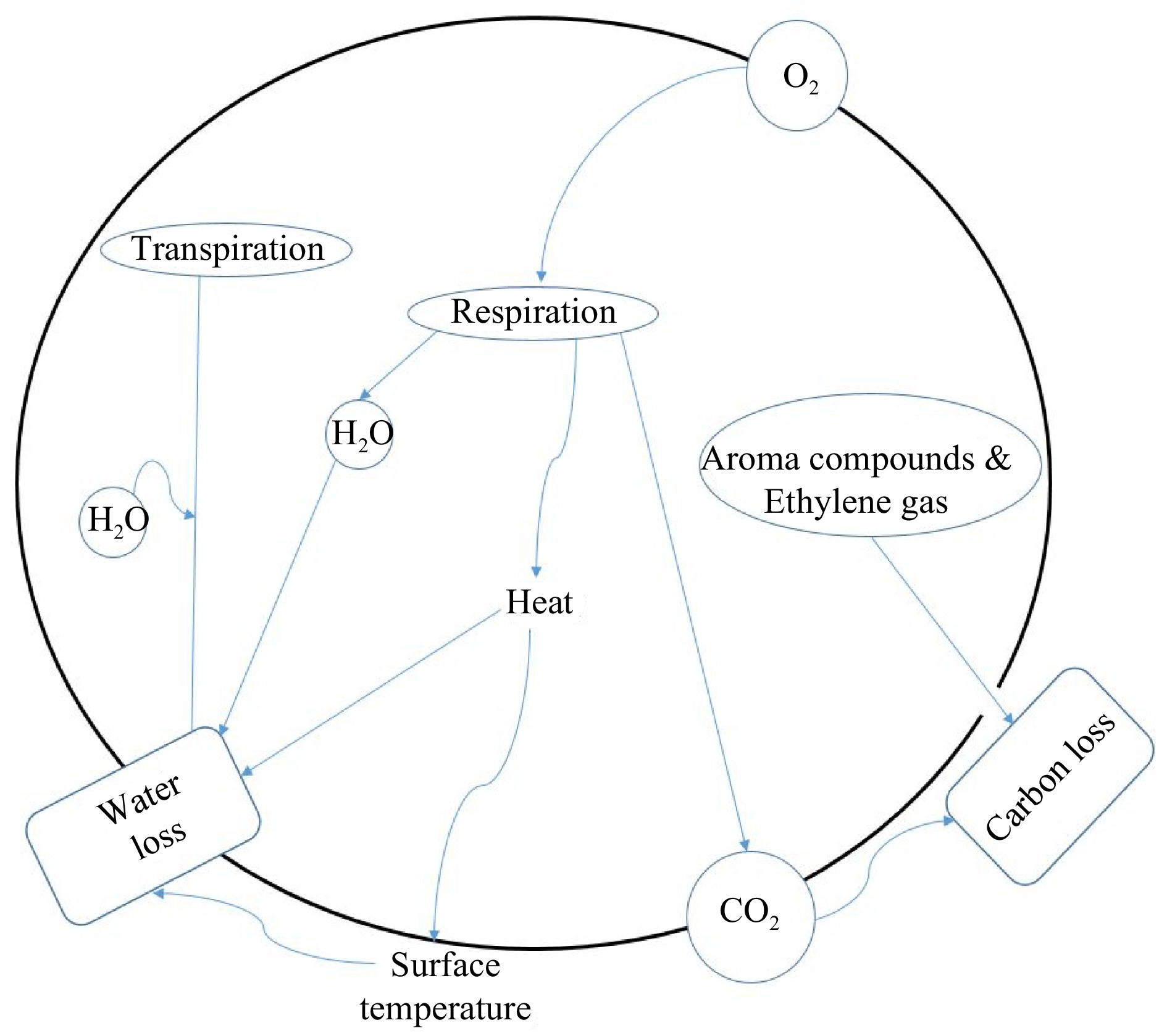 Mechanisms and modelling approaches to weight loss in fresh fruit a review