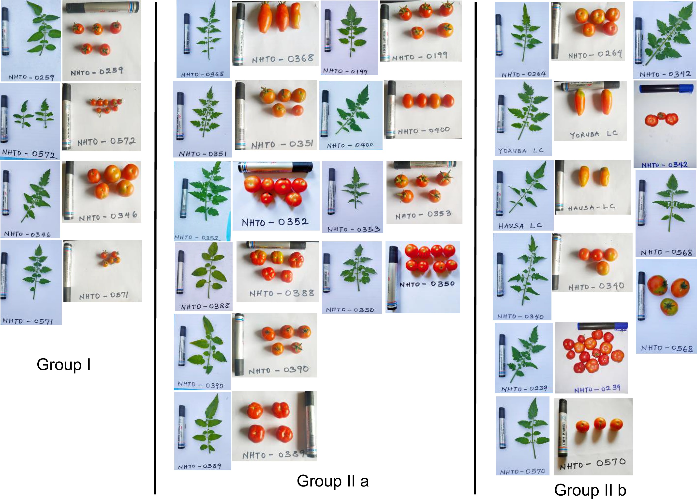 Unveiling phenotypic diversity among tomato ( Solanum lycopersicum L ...