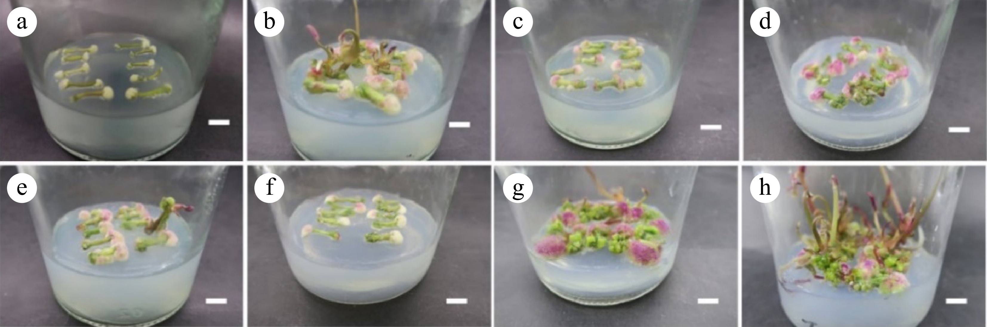 Establishment of in vitro regeneration system for leaves and petioles ...