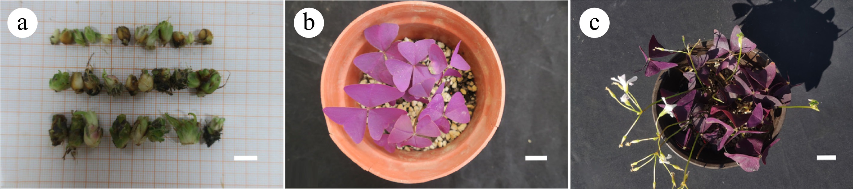 Establishment of in vitro regeneration system for leaves and petioles ...