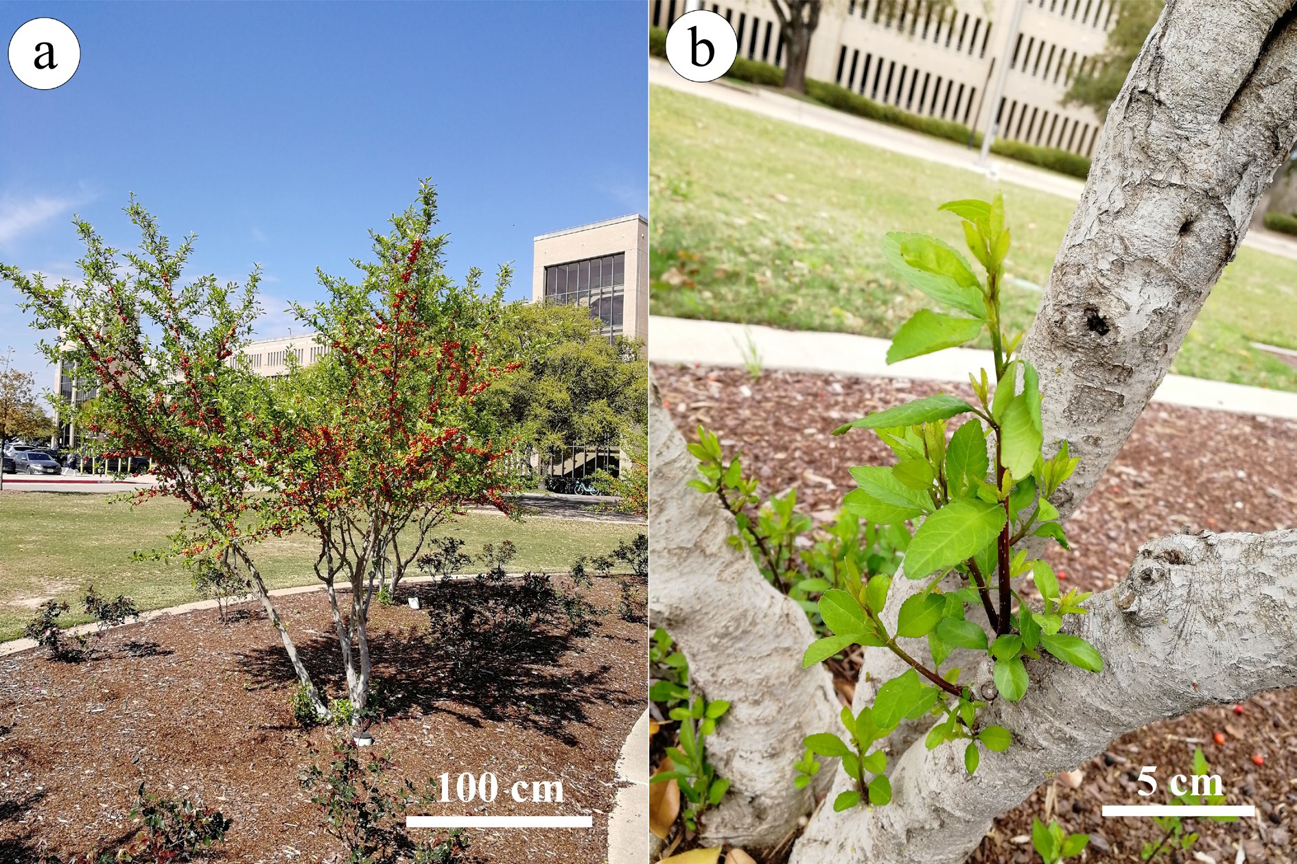 Micropropagation of Possumhaw holly Ilex decidua Walter