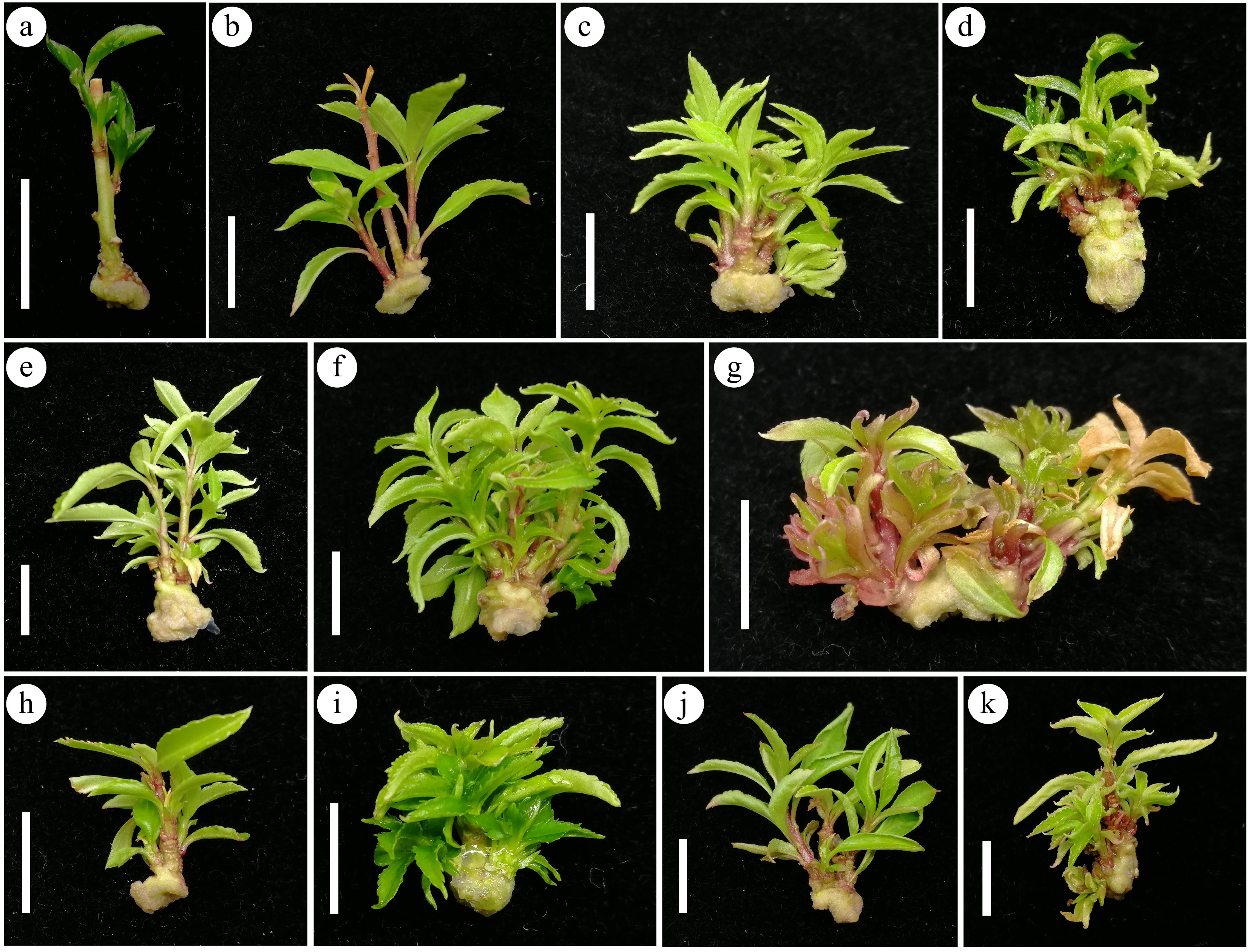 Micropropagation of Possumhaw holly Ilex decidua Walter