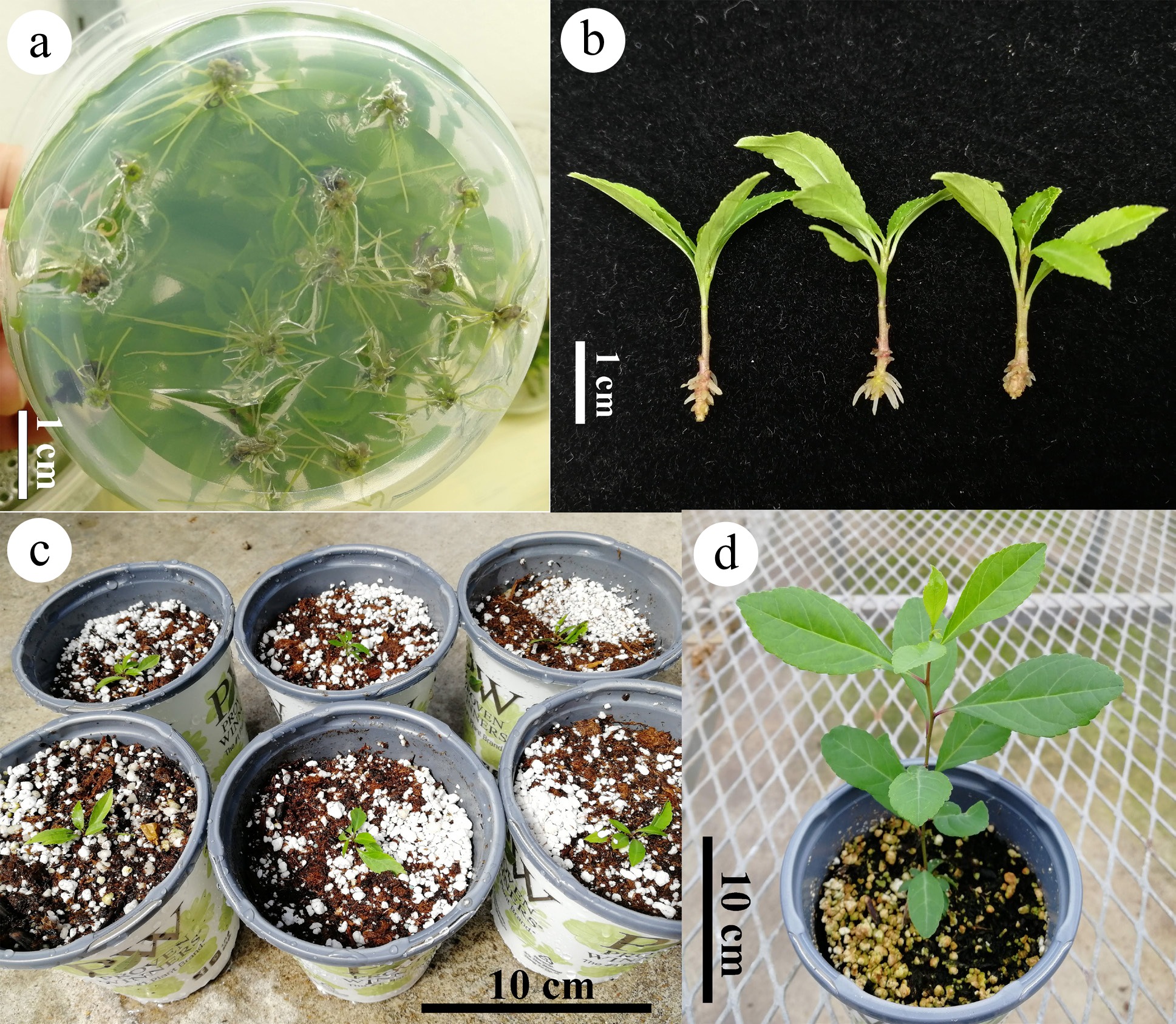 Micropropagation of Possumhaw holly Ilex decidua Walter