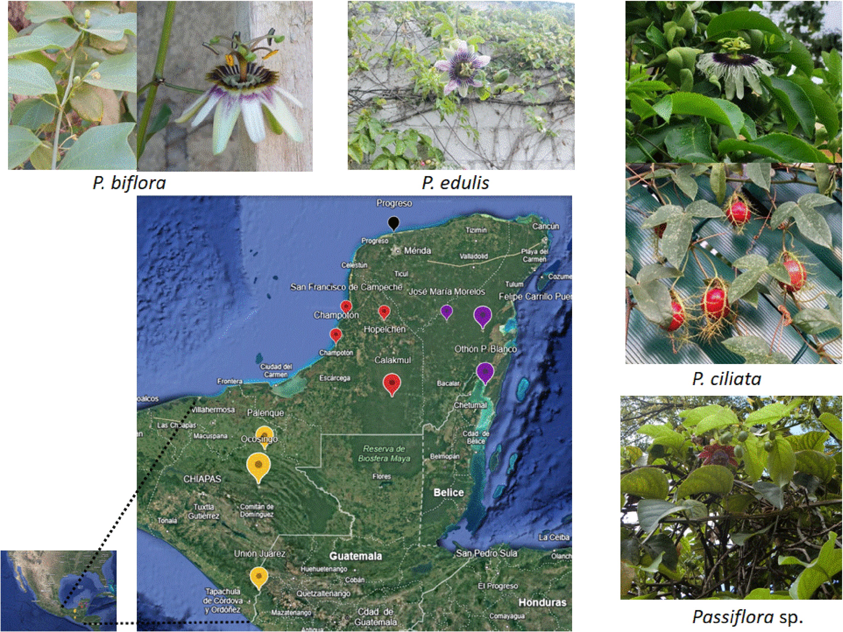 Regional importance and potential of Passiflora the case of the Yucatan ...