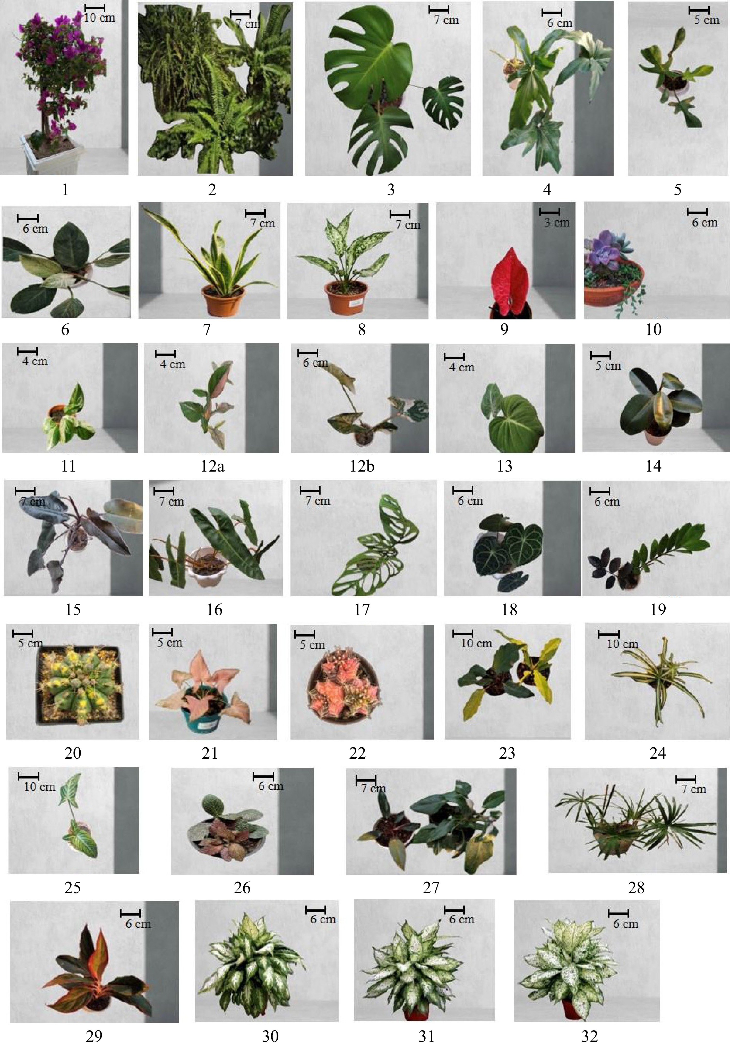 Common Houseplants Pictures And Names Air Cleaning Houseplants For