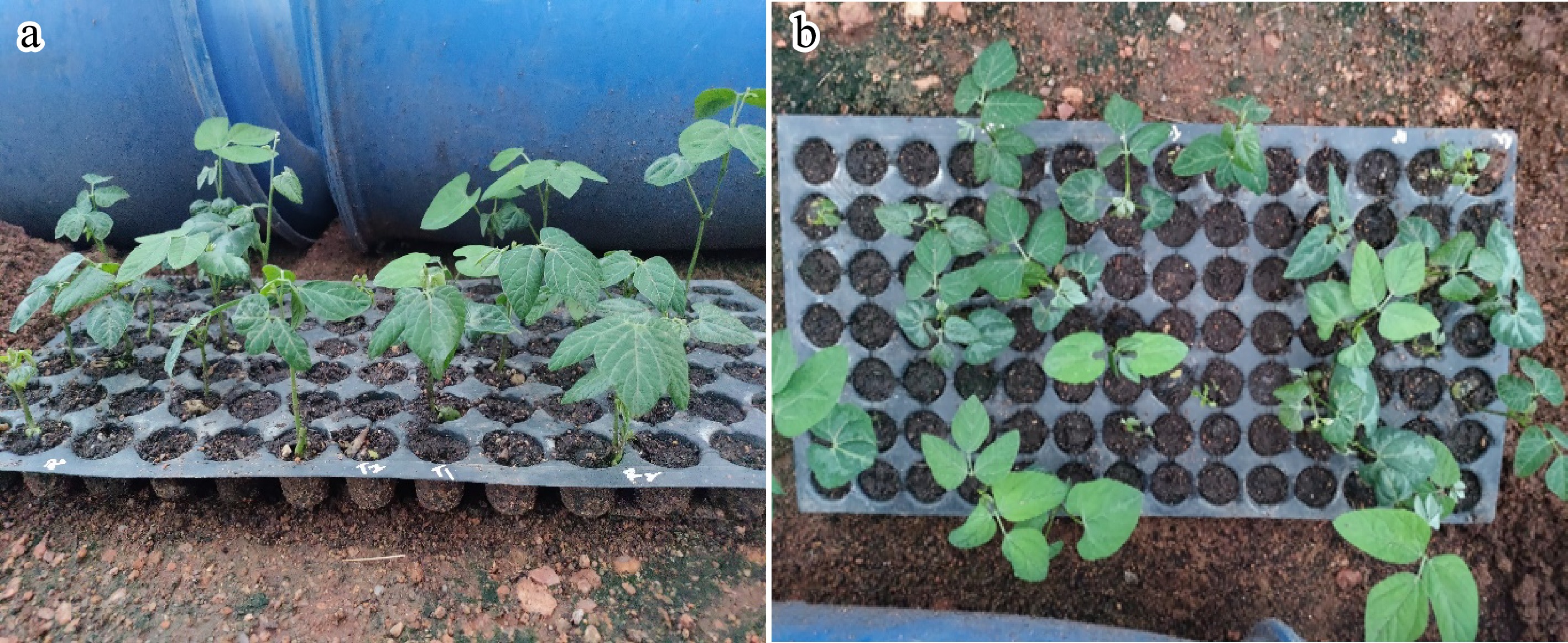 Augmenting thermo-hydro-chemical seed priming and germination dynamics ...