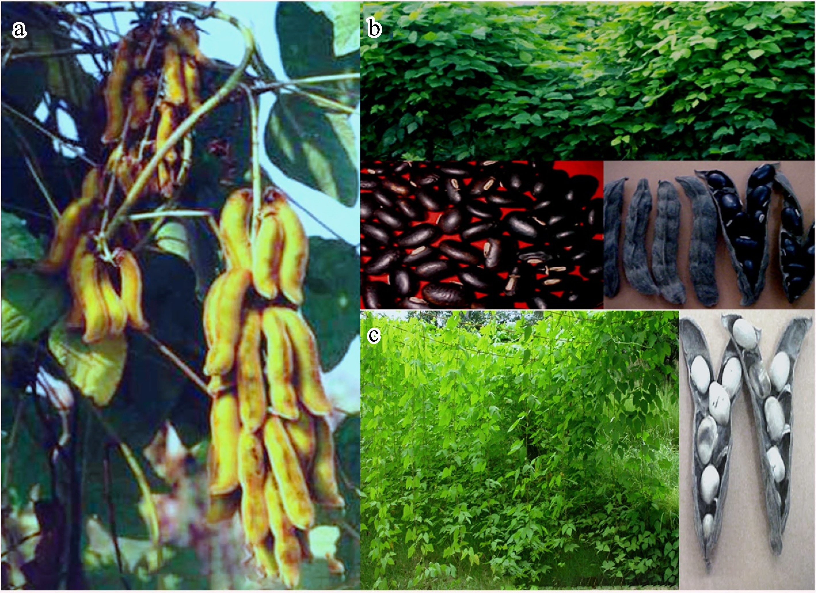 Augmenting thermo-hydro-chemical seed priming and germination dynamics ...