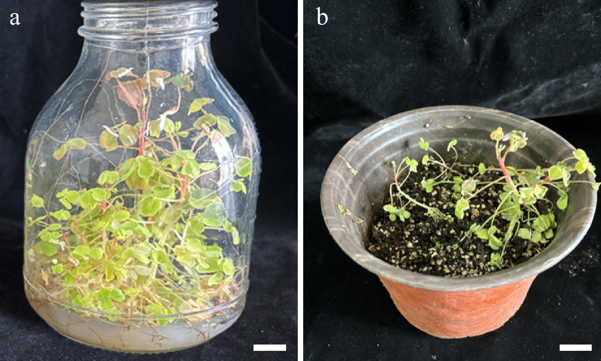 Efficient plant regeneration through direct shoot organogenesis of ...
