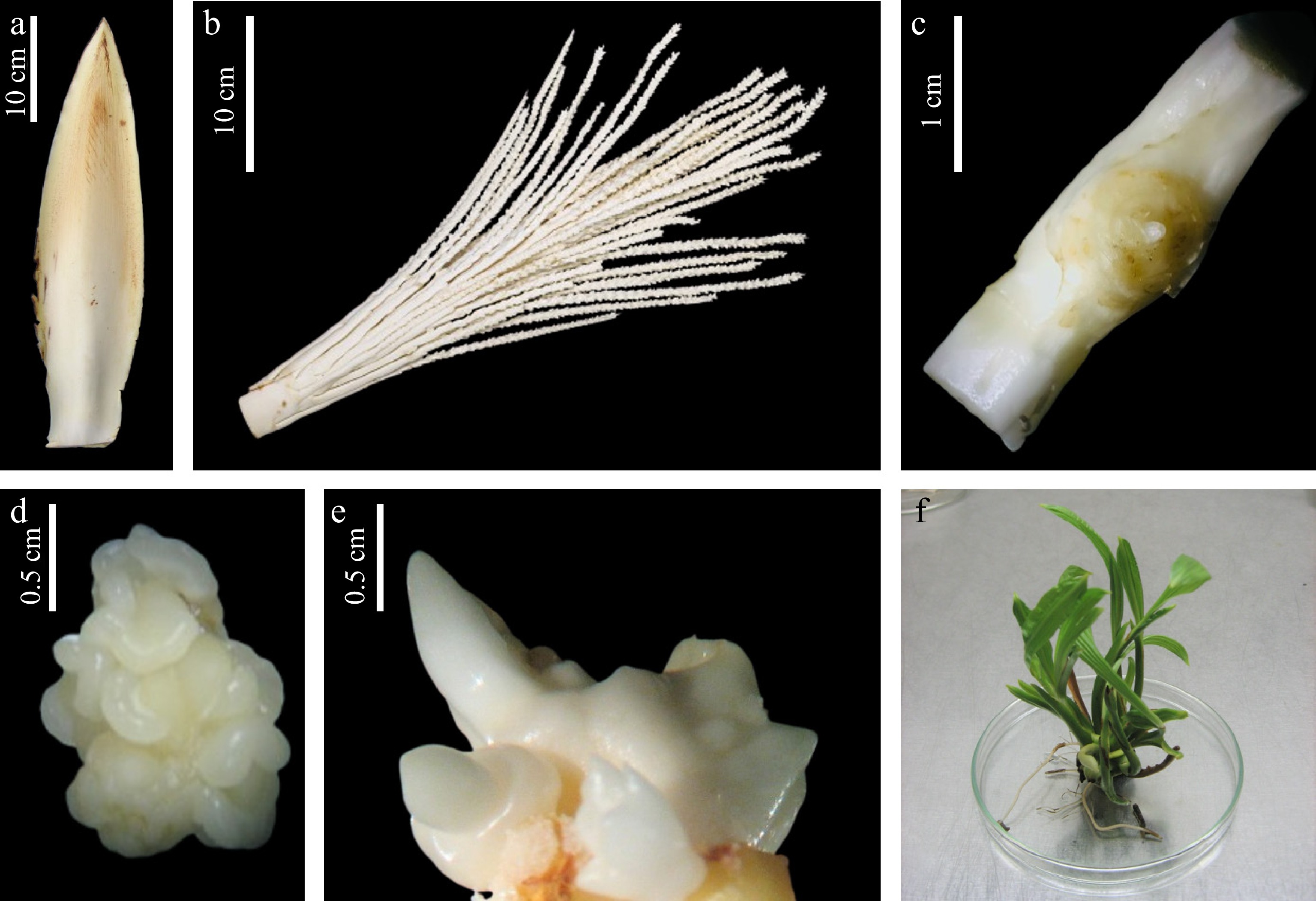 Optimizing pulse treatments for enhanced in vitro rooting in coconut ...
