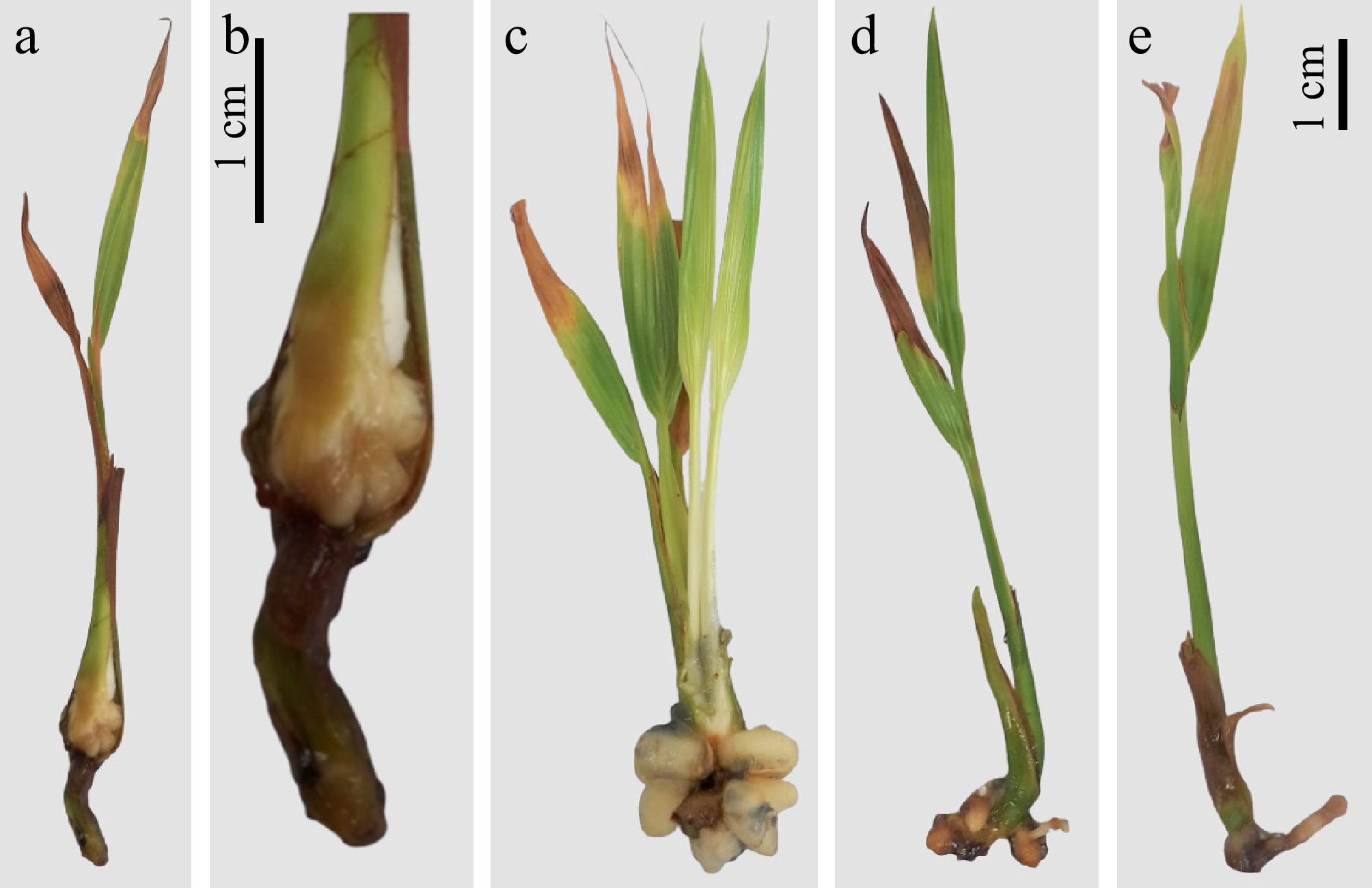 Optimizing pulse treatments for enhanced in vitro rooting in coconut ...