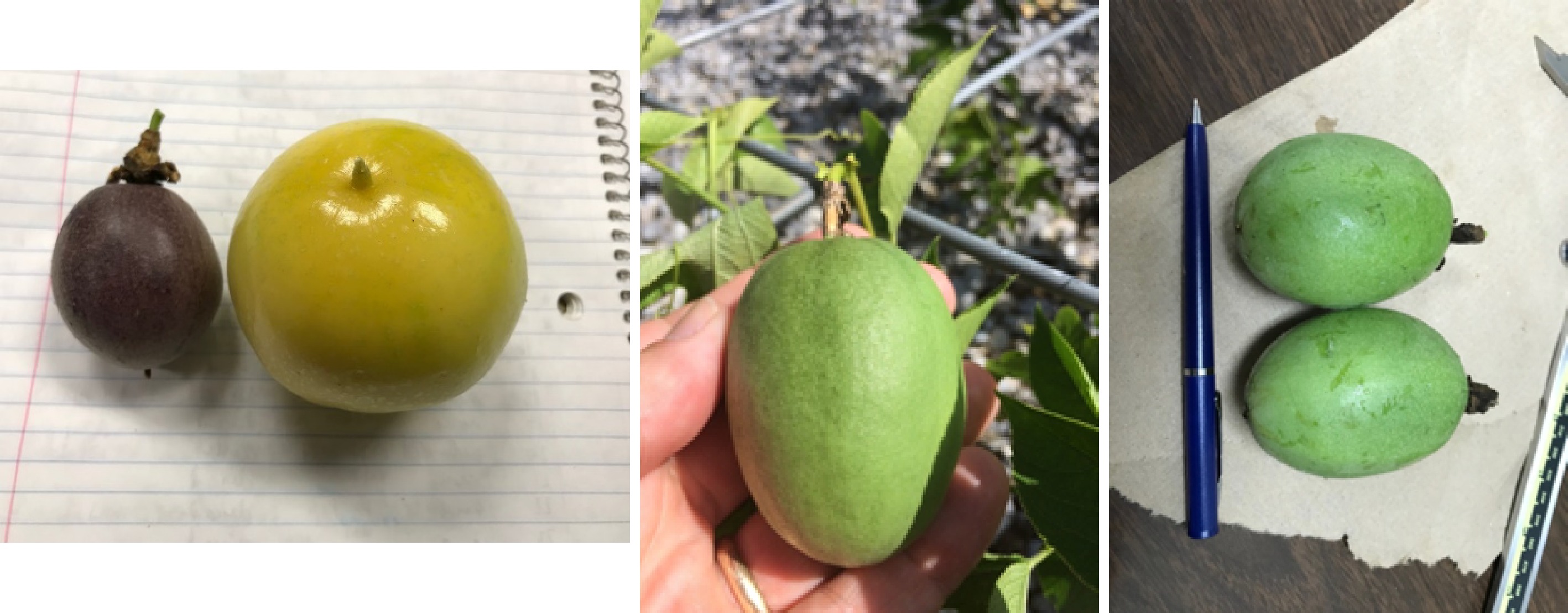 Challenges in breeding and selecting Passiflora edulis f. flavicarpa × ...