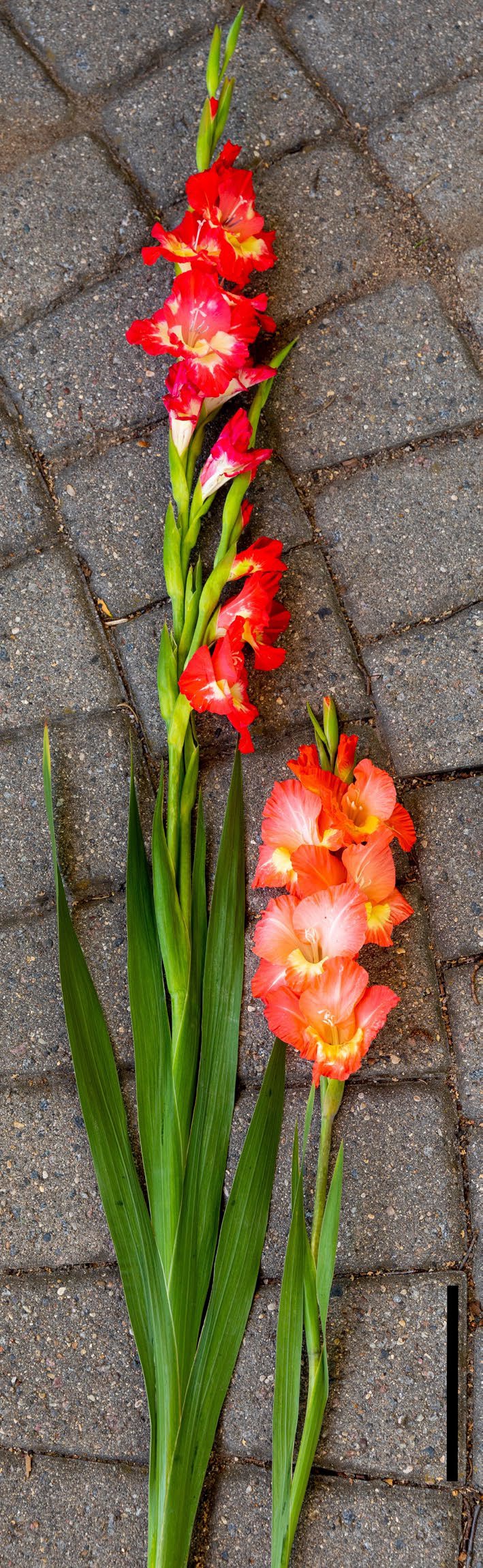 Gladiolus Cut Flower Postharvest Performance to Direct Breeding Efforts