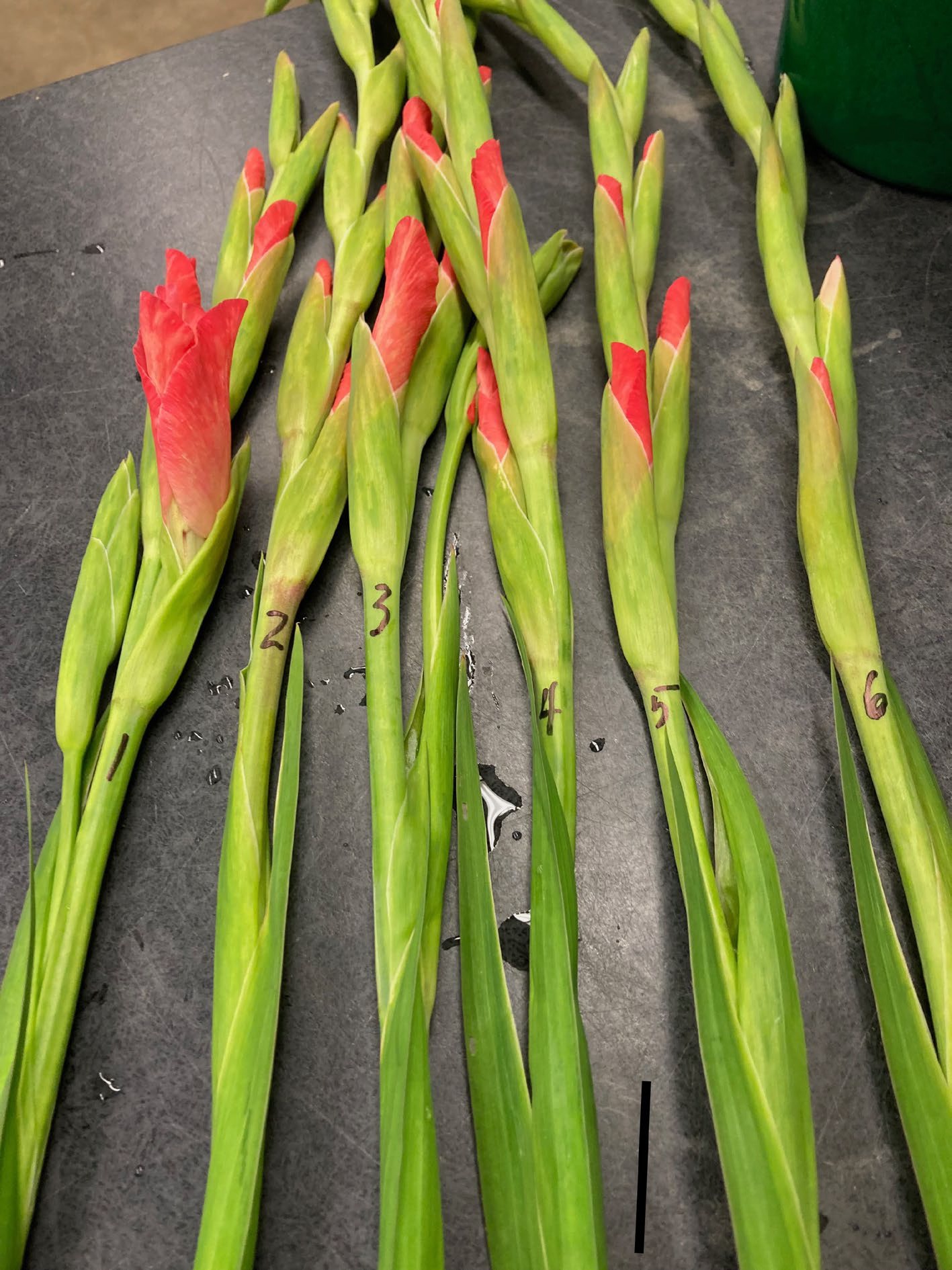 Gladiolus Cut Flower Postharvest Performance to Direct Breeding Efforts