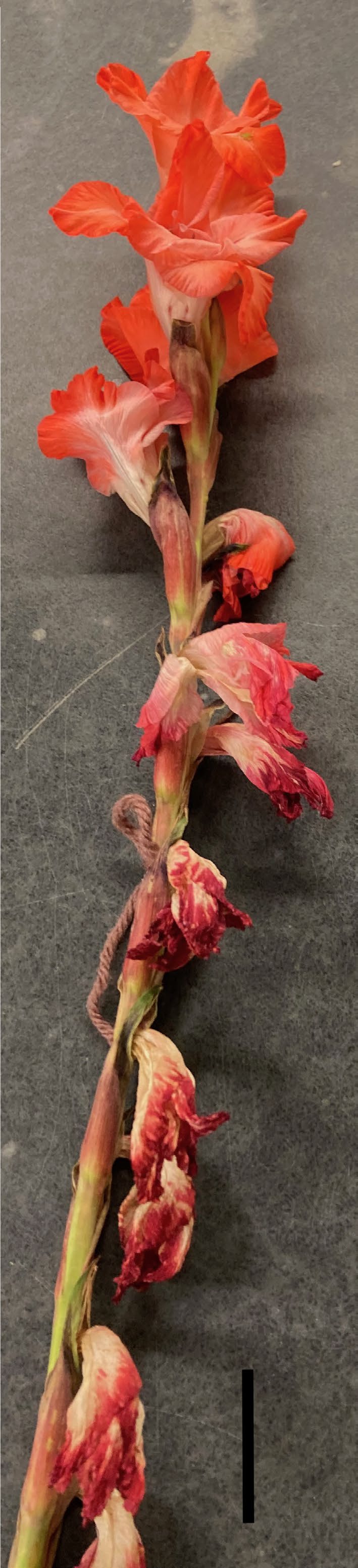 Gladiolus Cut Flower Postharvest Performance to Direct Breeding Efforts