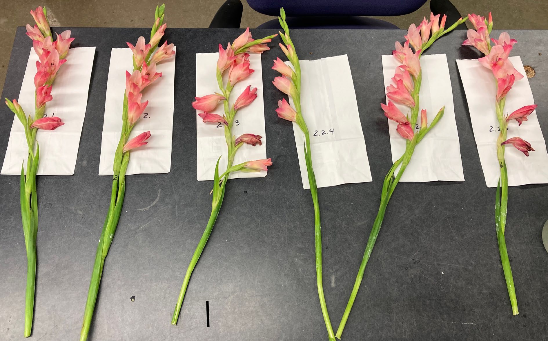 Gladiolus Cut Flower Postharvest Performance to Direct Breeding Efforts