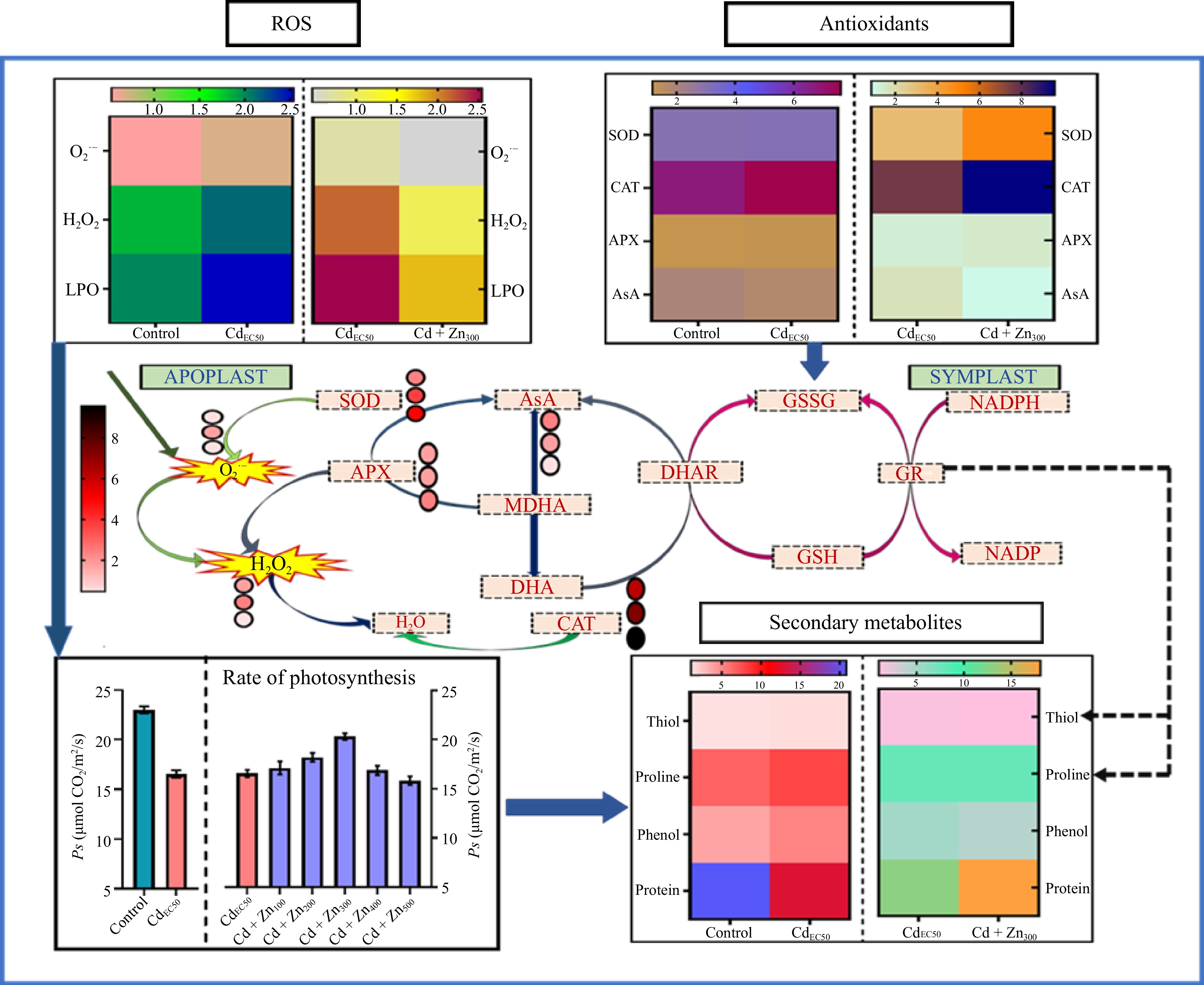 Boosting Beta vulgaris L. Resistance to Cadmium Toxicity: The ...