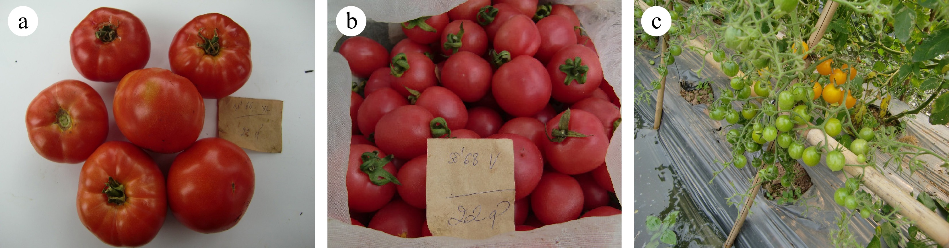 Evaluation of Morphological Characteristics of Tomato Accessions at the ...