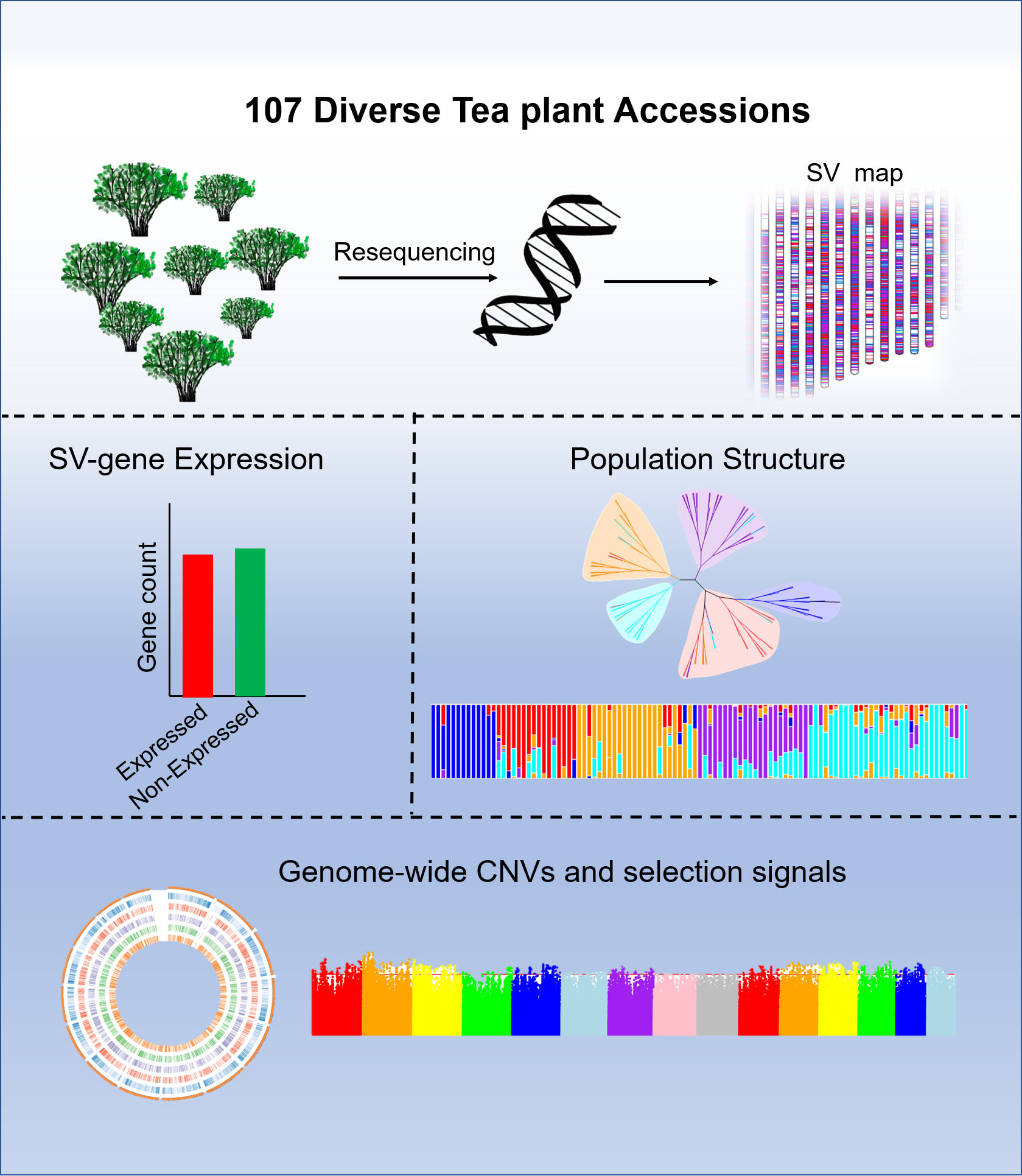 Evolutionary genomics of structural variation in the tea plant ...