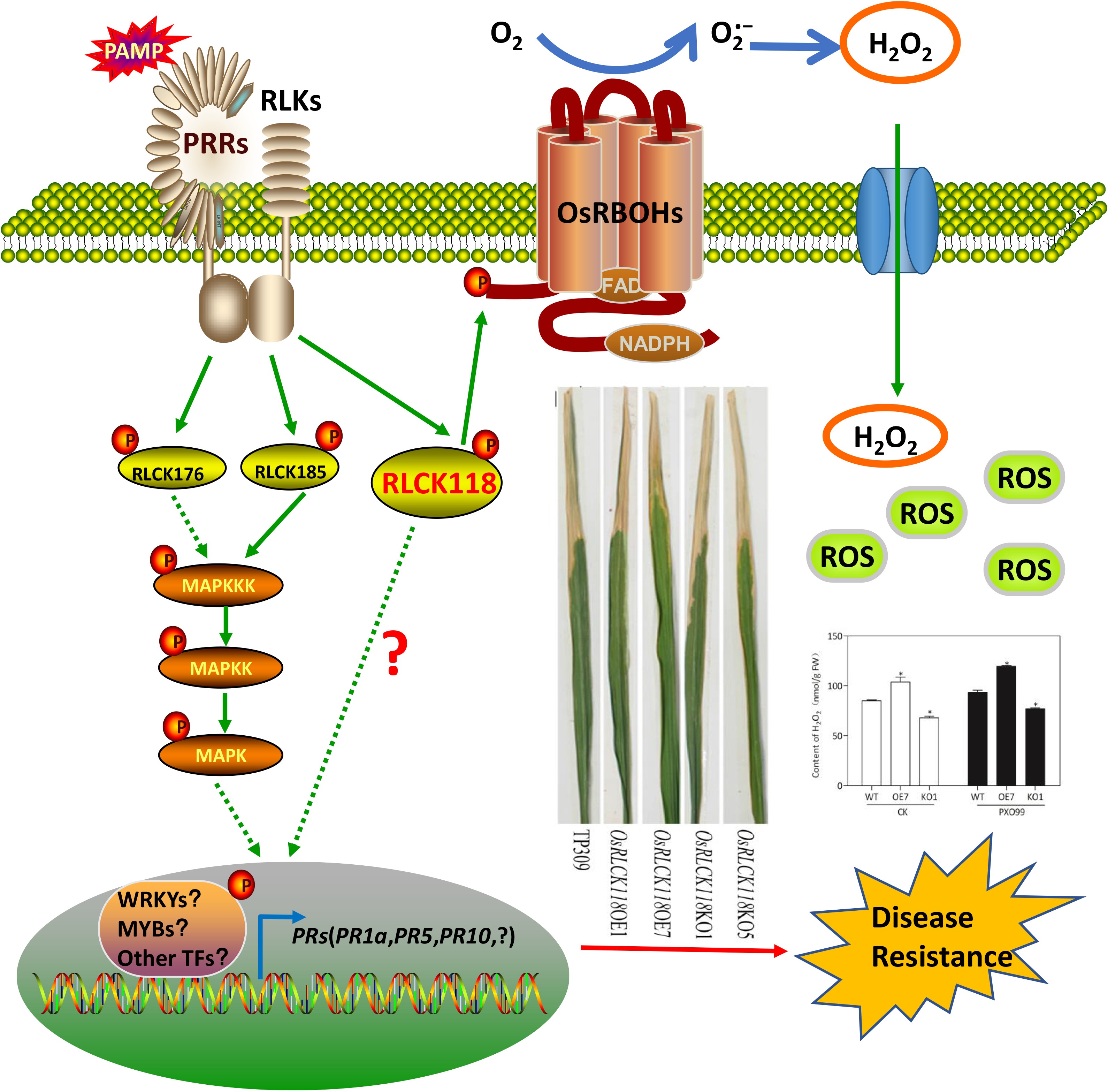The receptor-like cytoplasmic kinase OsRLCK118 regulates plant ...
