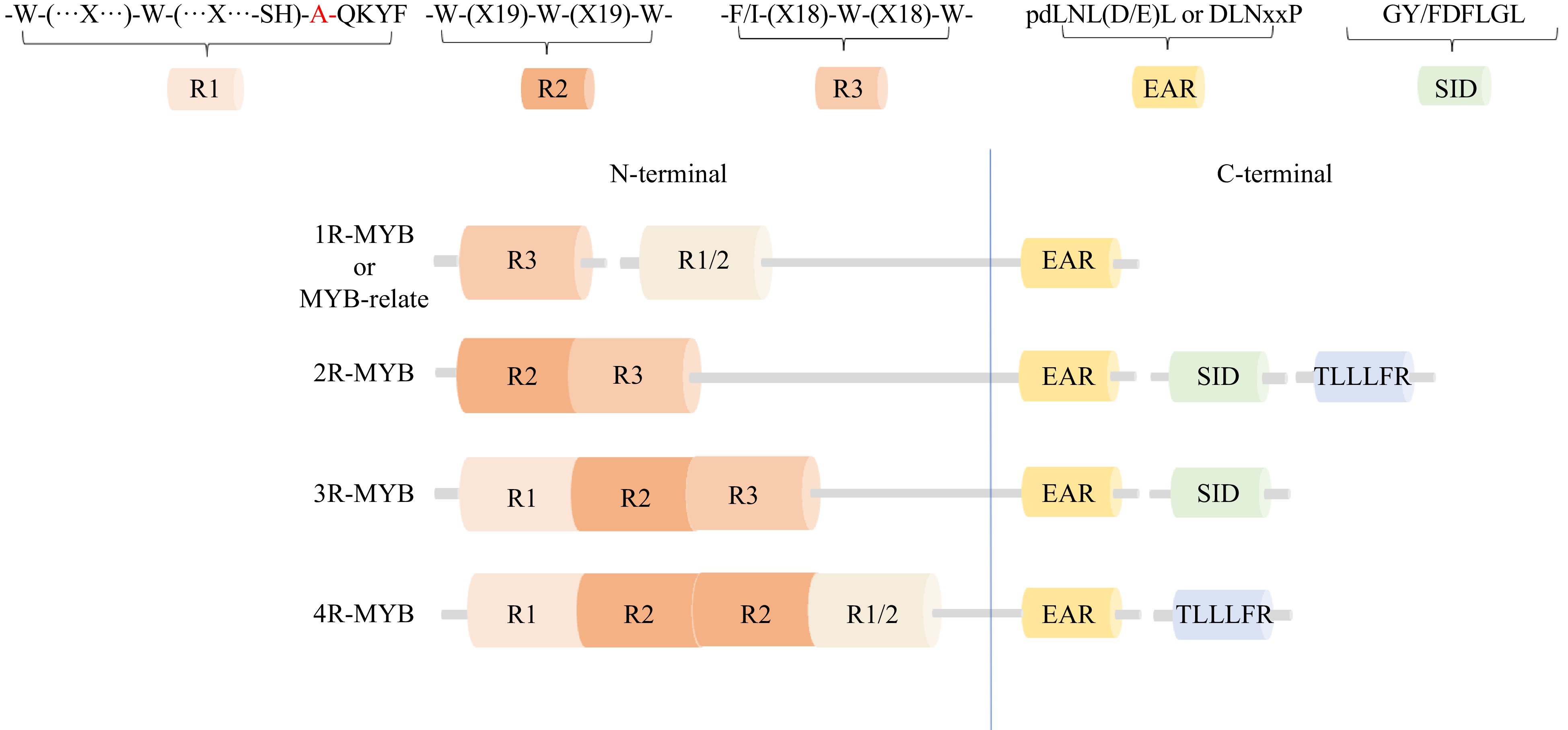 Research progress on the MYB transcription factors in tropical fruit