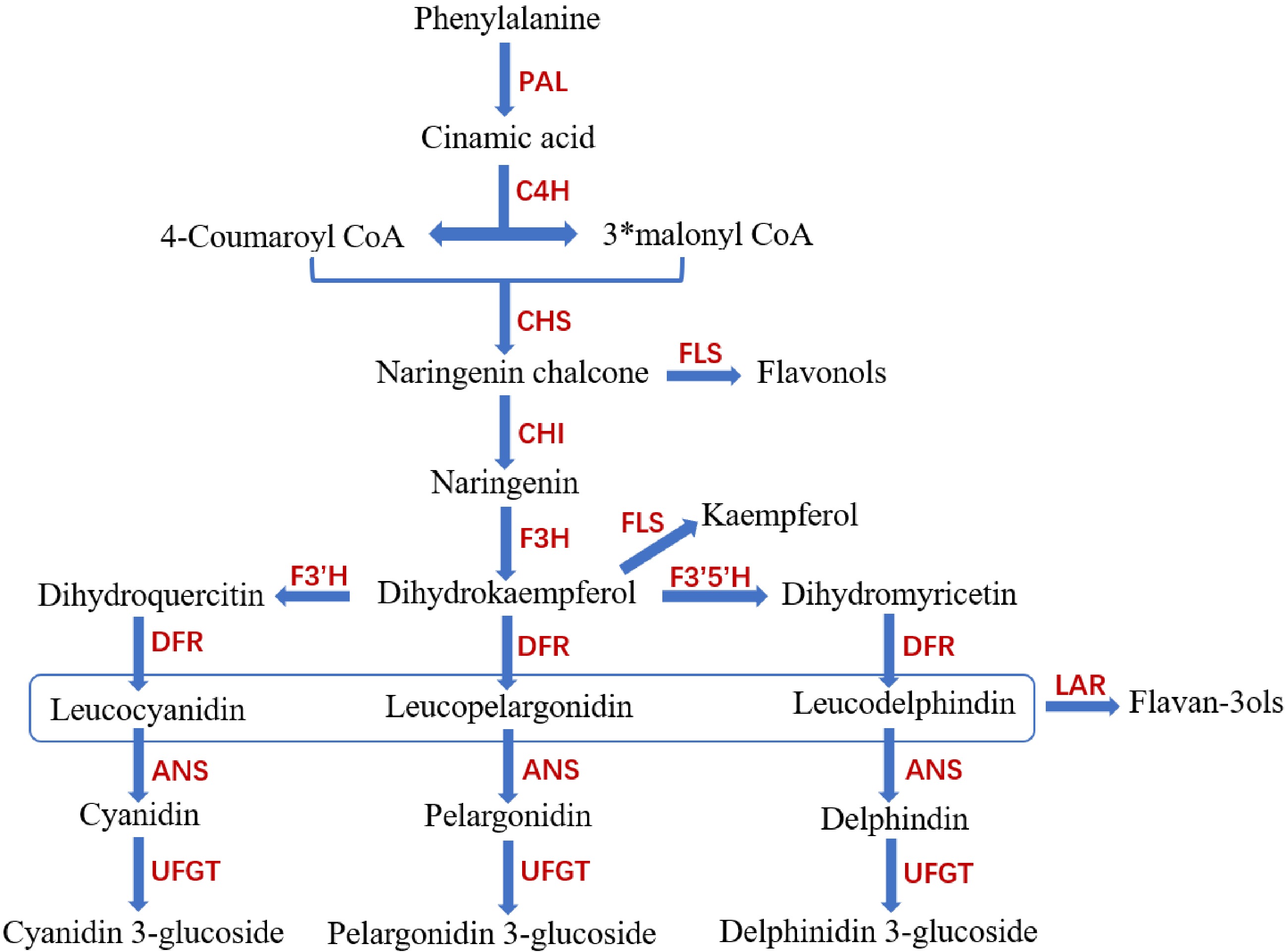 Research progress on the MYB transcription factors in tropical fruit