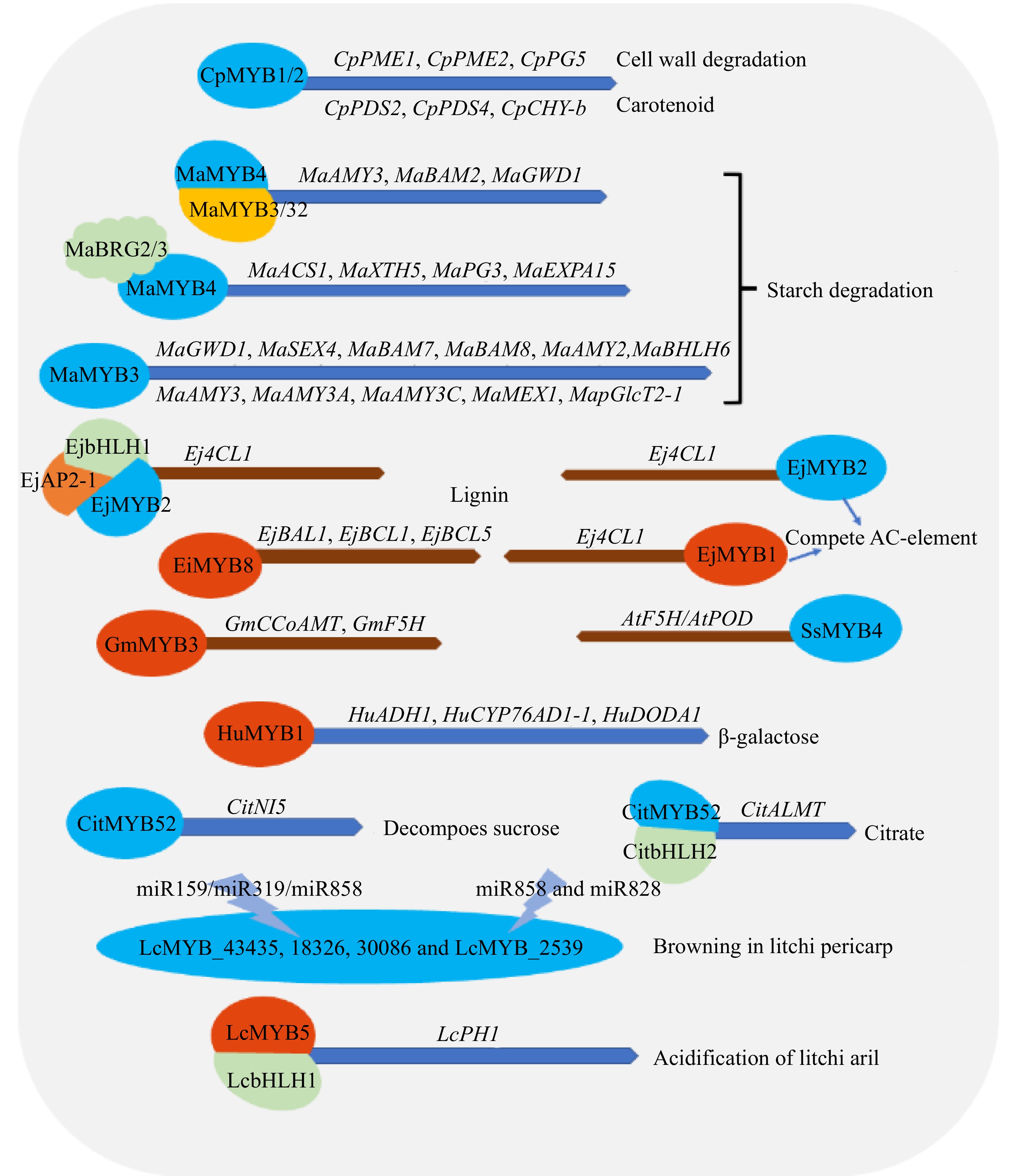 Research progress on the MYB transcription factors in tropical fruit