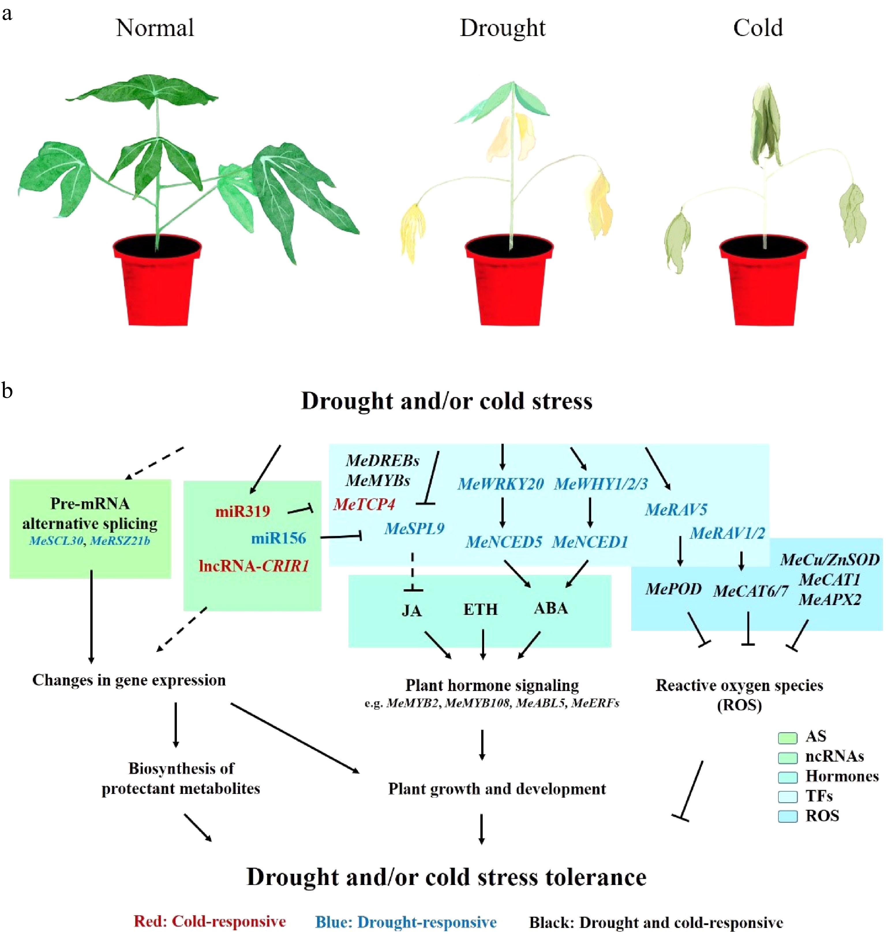 Cell signaling during drought and/or cold stress in cassava