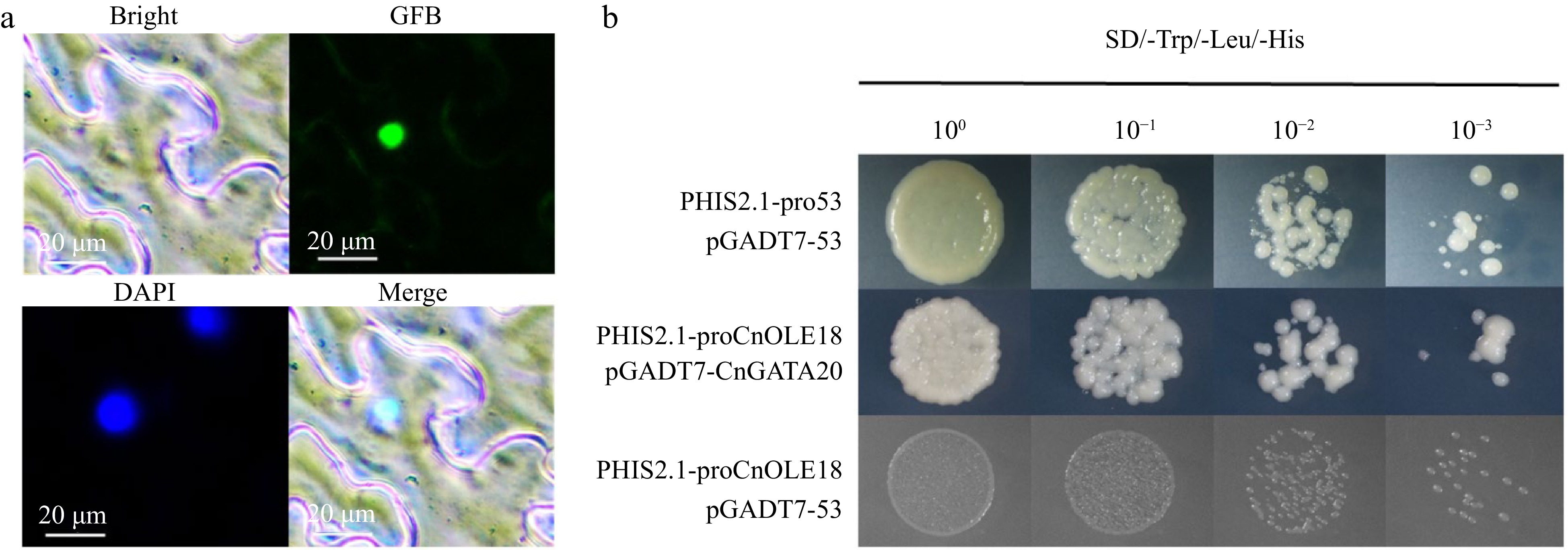 Identification and functional analysis of transcription factors related ...