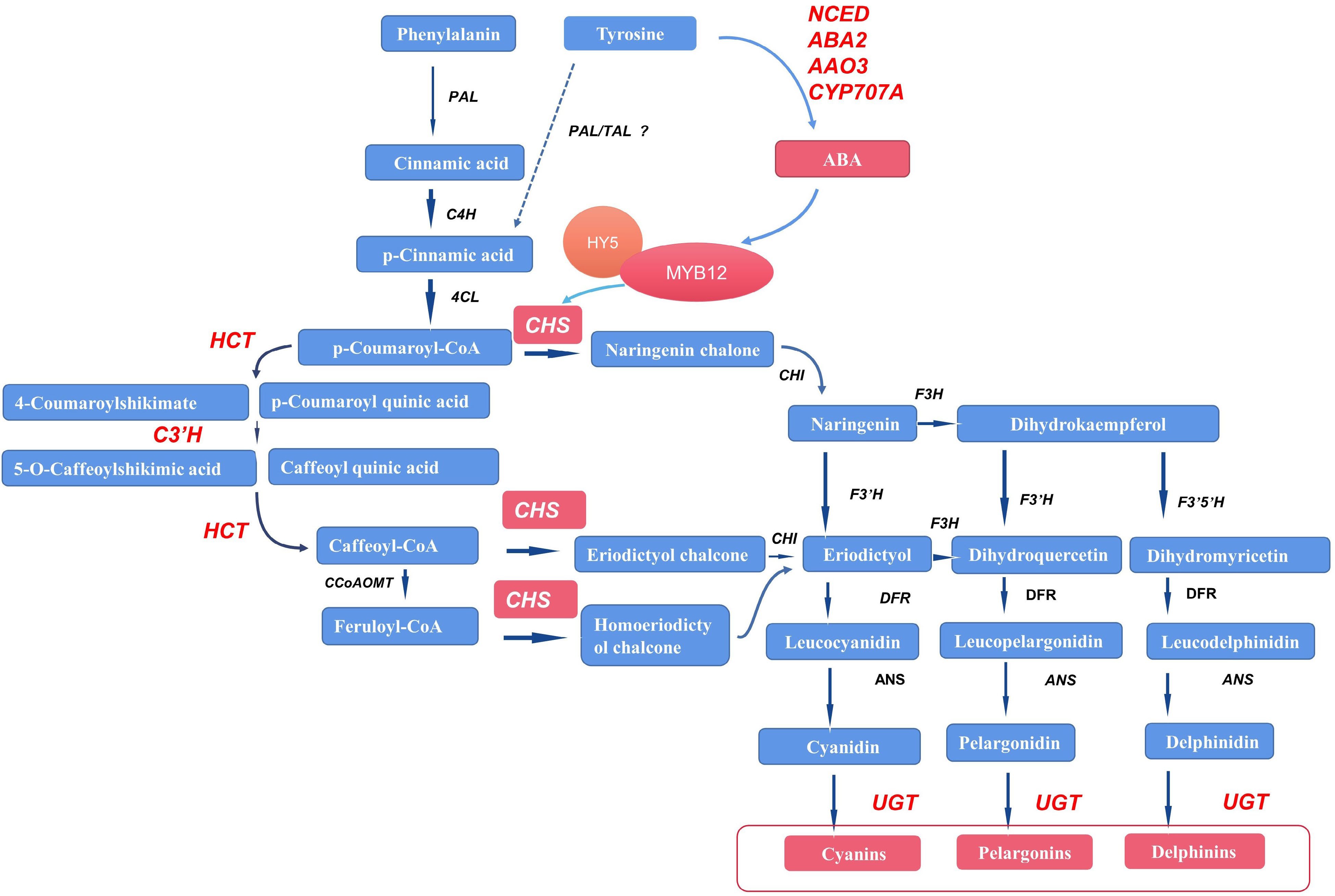 Tyrosine promotes anthocyanin biosynthesis in pansy ( Viola × ...