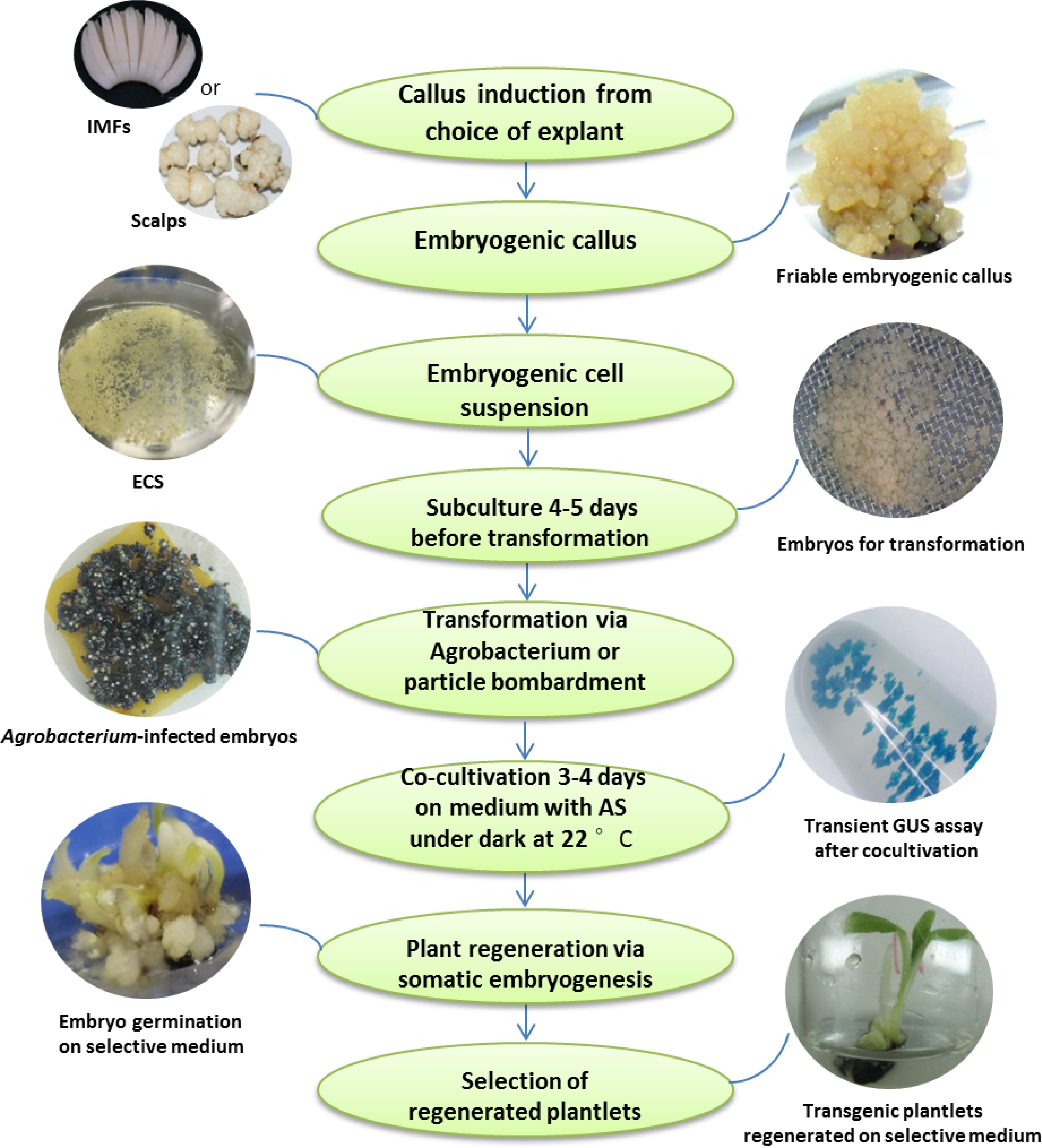 Banana somatic embryogenesis and biotechnological application
