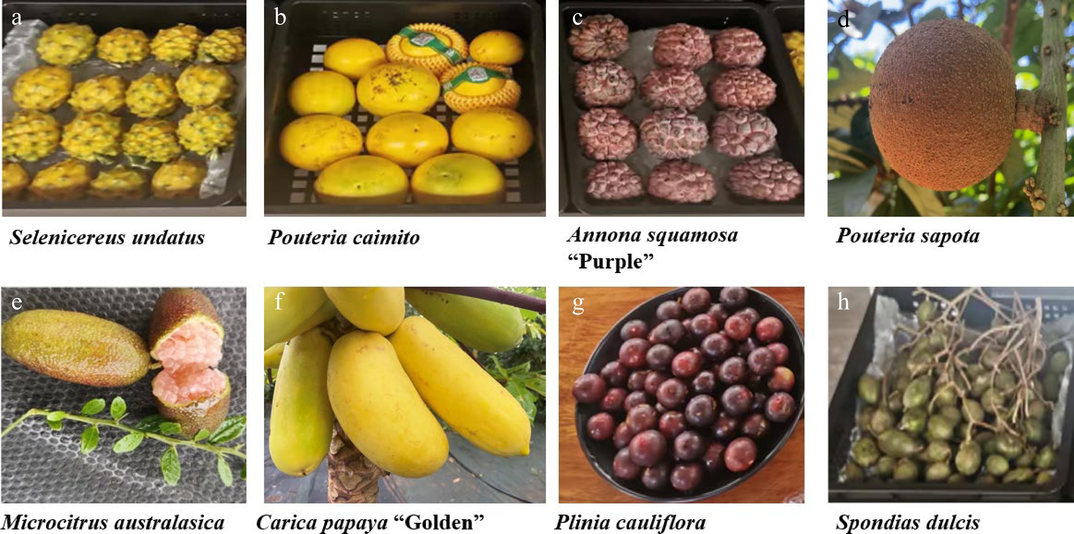 Challenges and opportunities to improve tropical fruits in Hainan, China