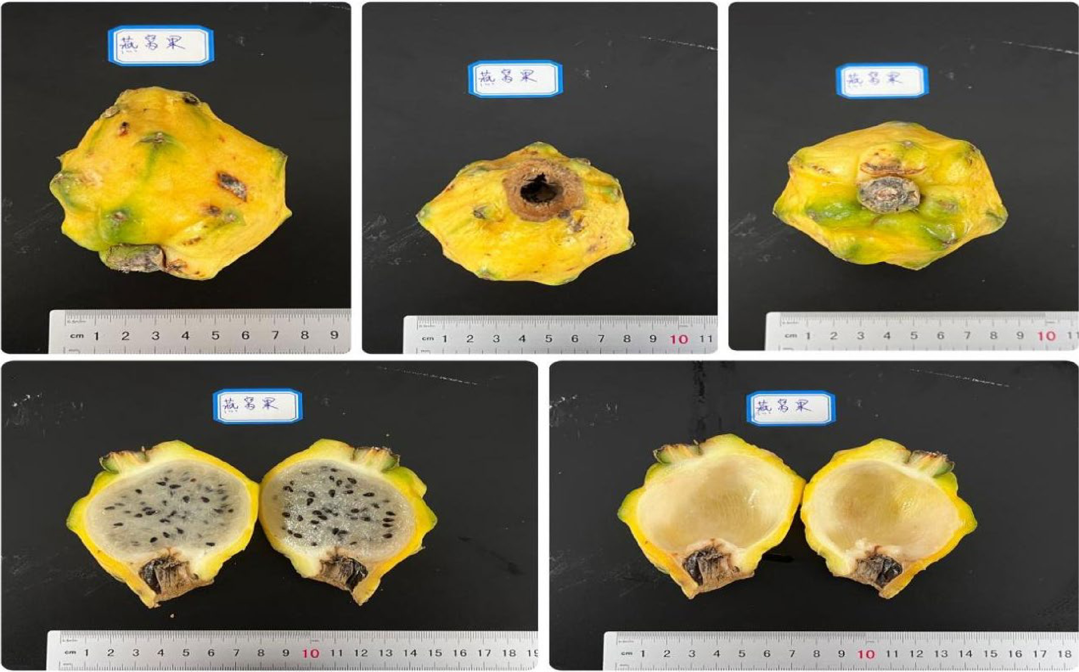 Challenges and opportunities to improve tropical fruits in Hainan, China