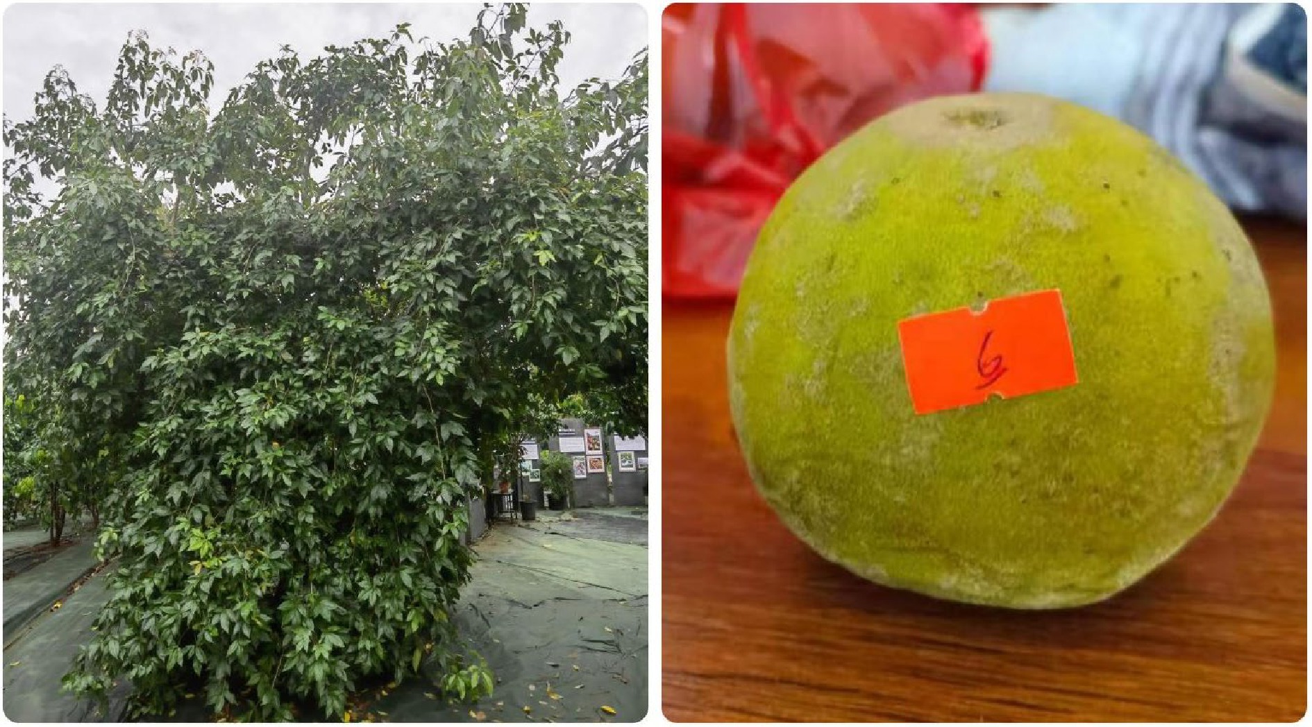 Challenges and opportunities to improve tropical fruits in Hainan, China