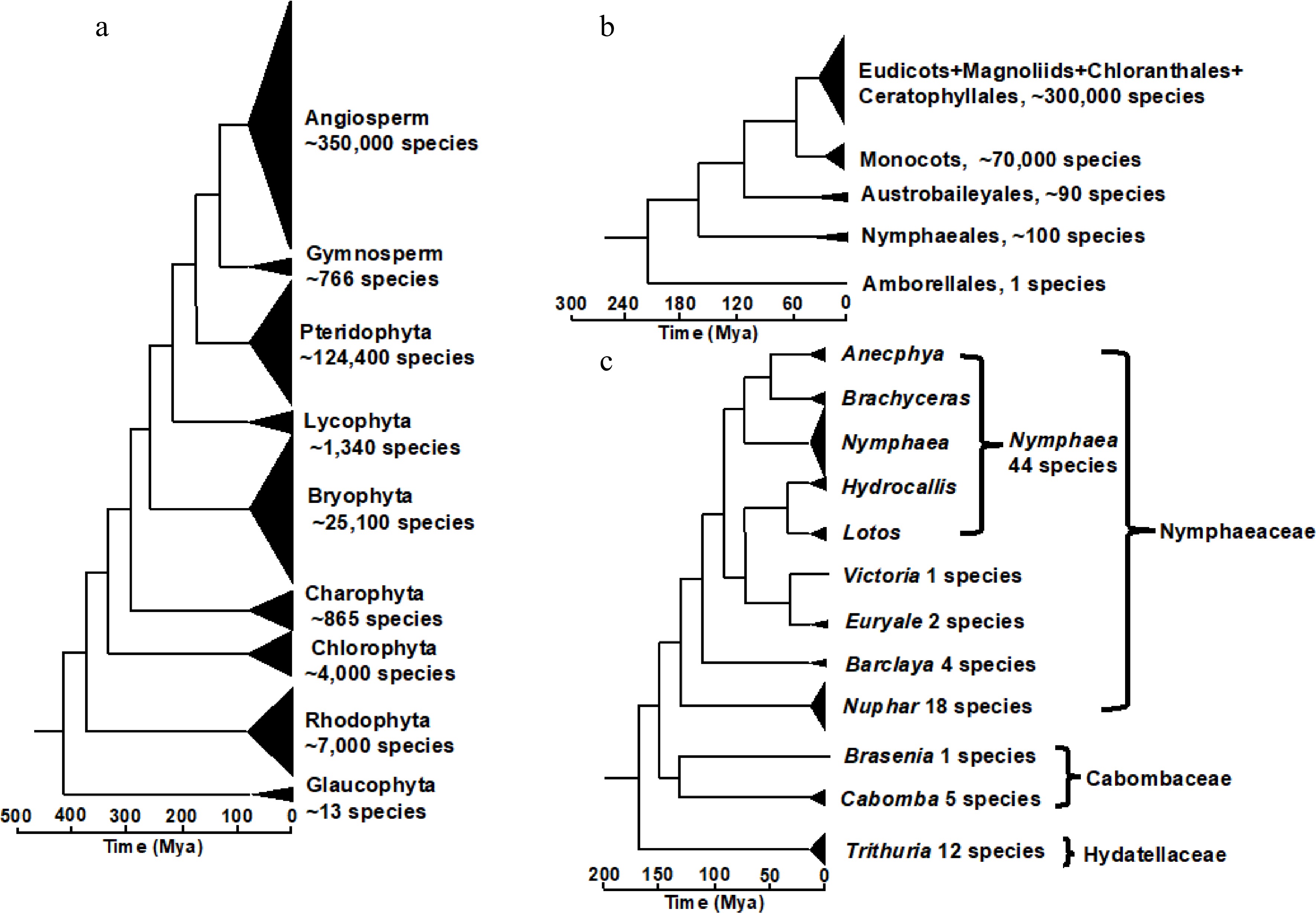 Angiosperm Phylogeny