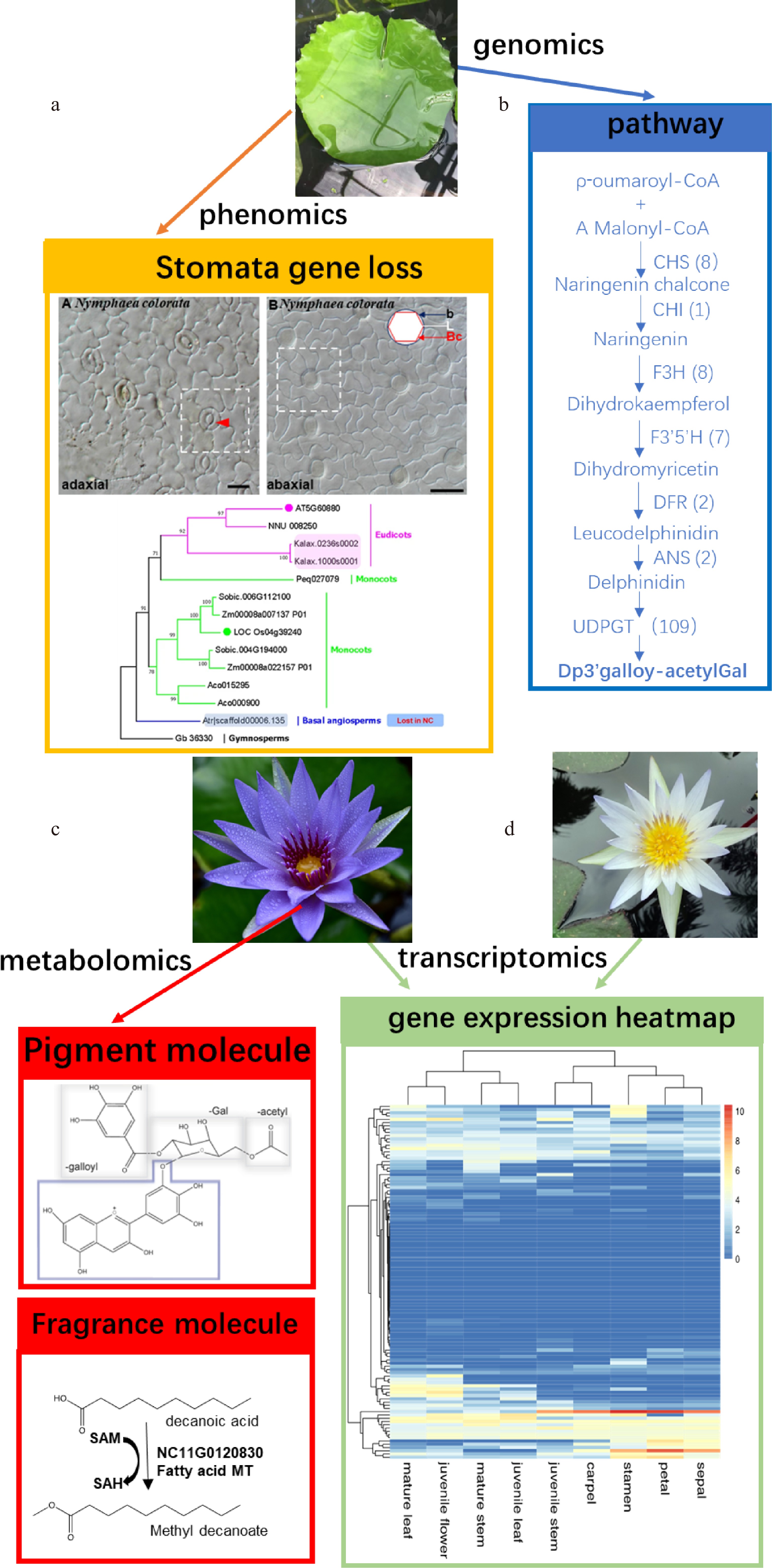 Water lily research Past, present, and future