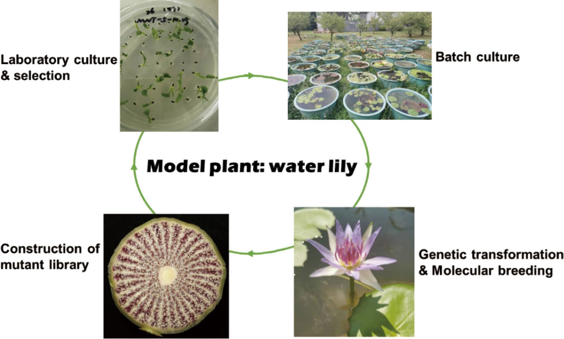 Water lily research Past, present, and future