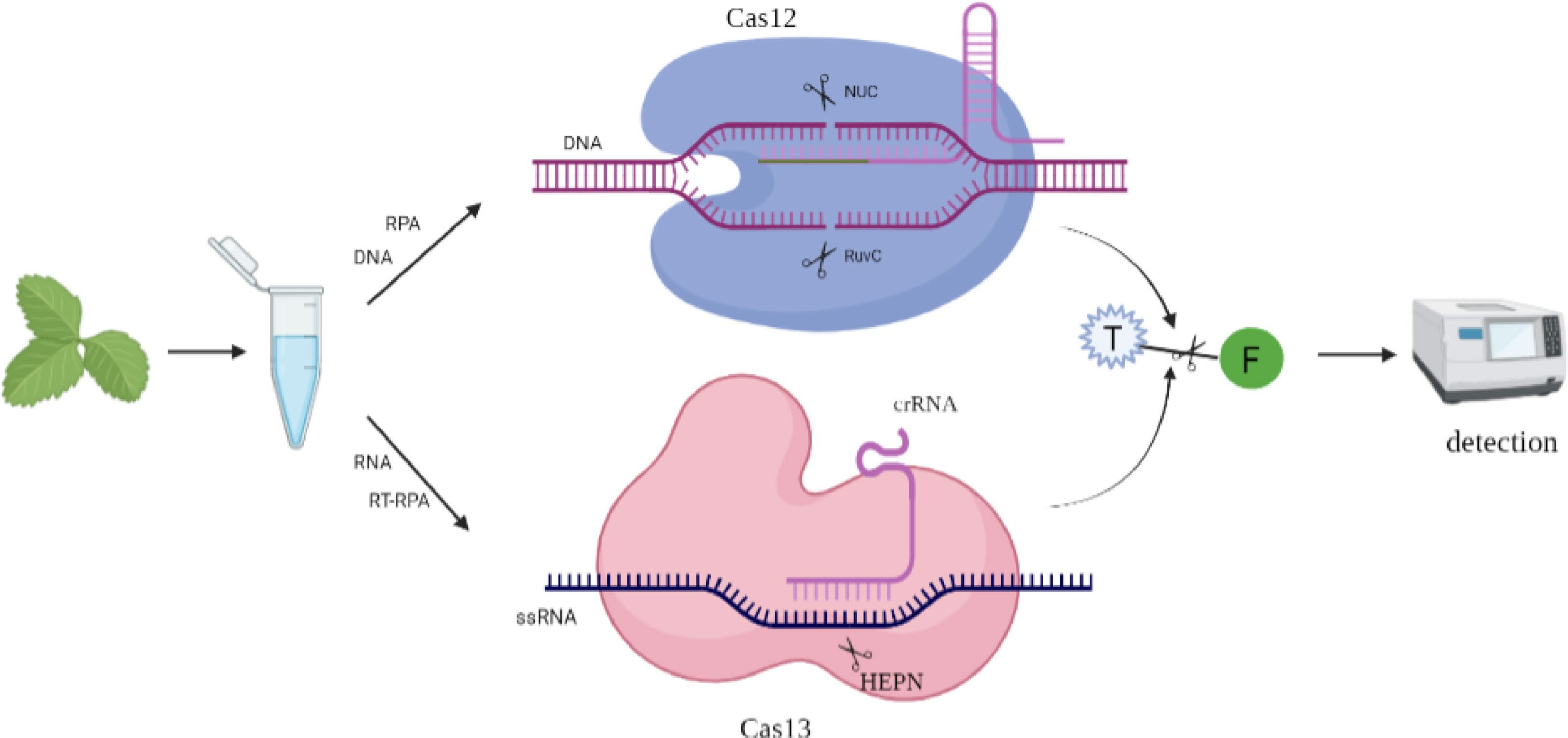 Advances in CRISPR/Cas technologies and their application in plants
