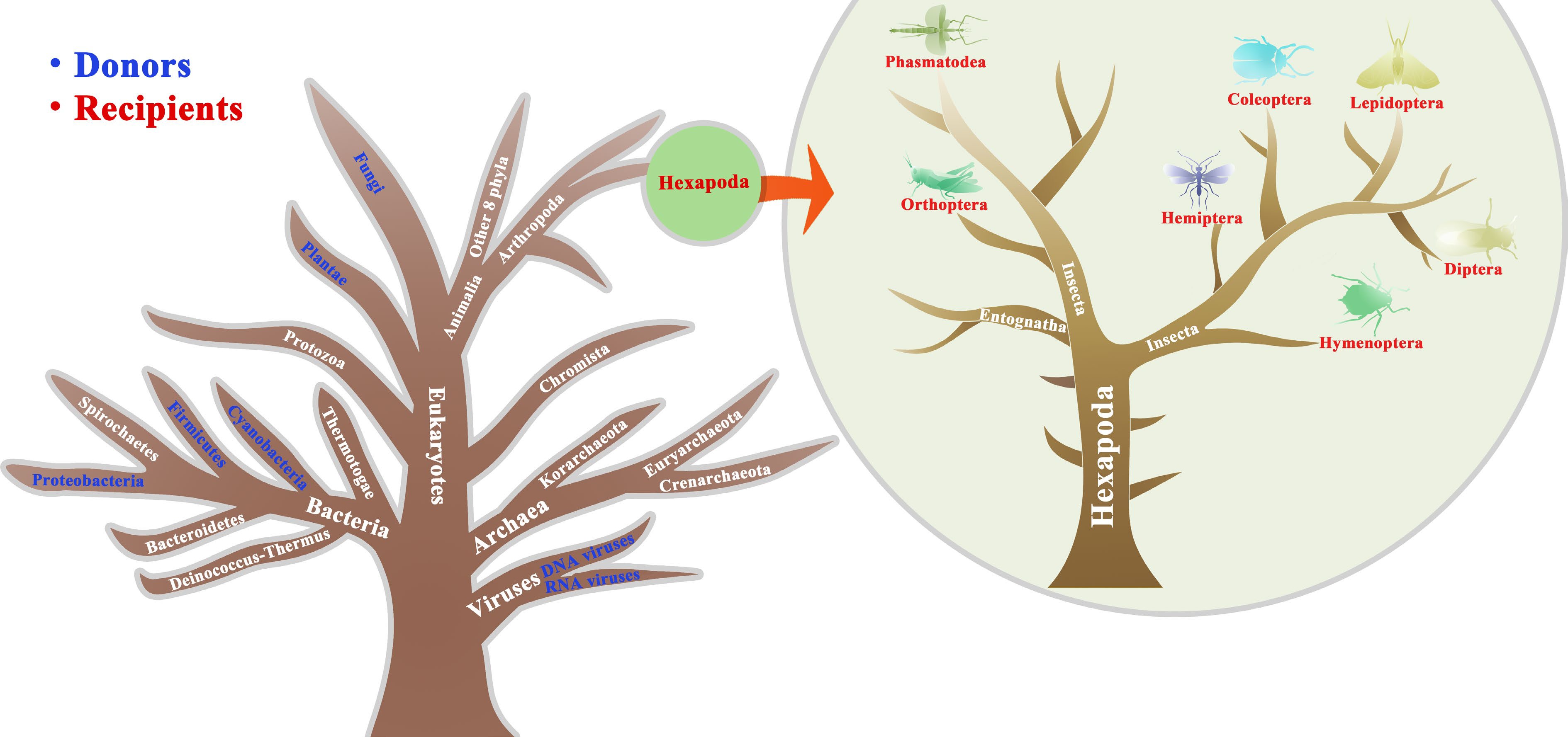 Research progress on horizontal gene transfer and its functions in insects