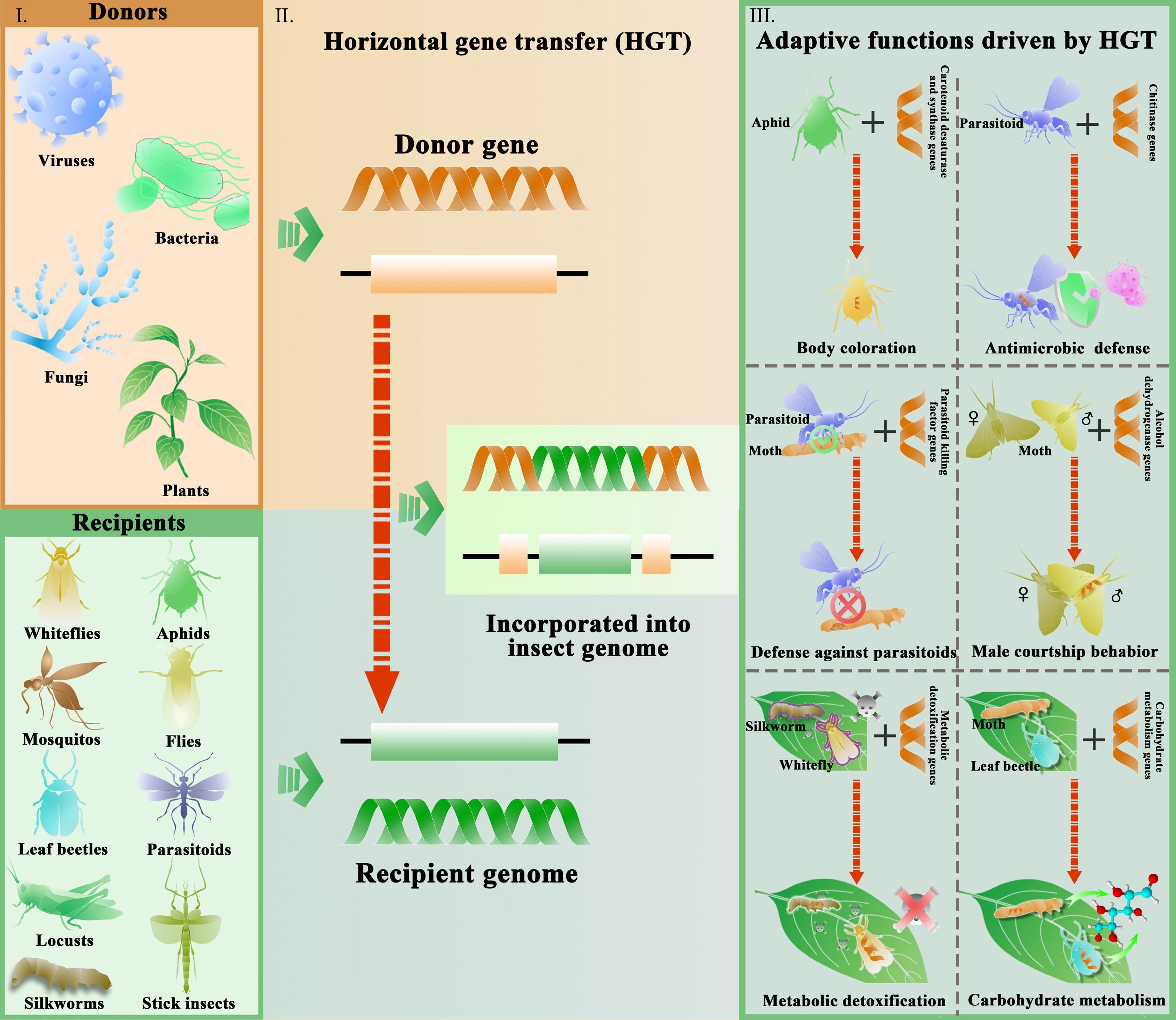 Research progress on horizontal gene transfer and its functions in insects