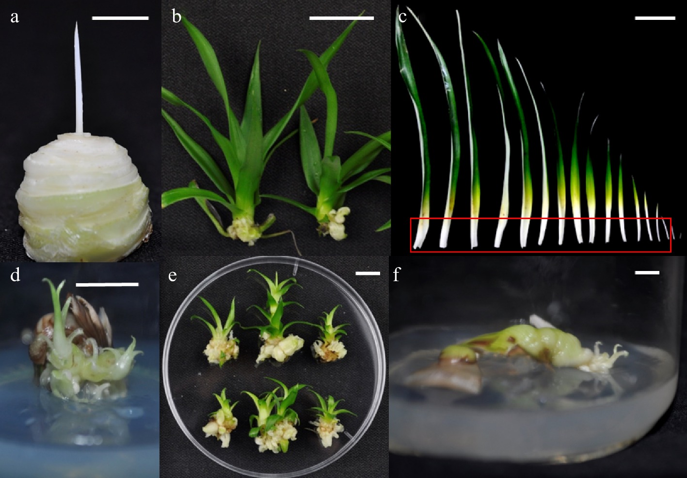 Overcoming key technical challenges in the genetic transformation of ...