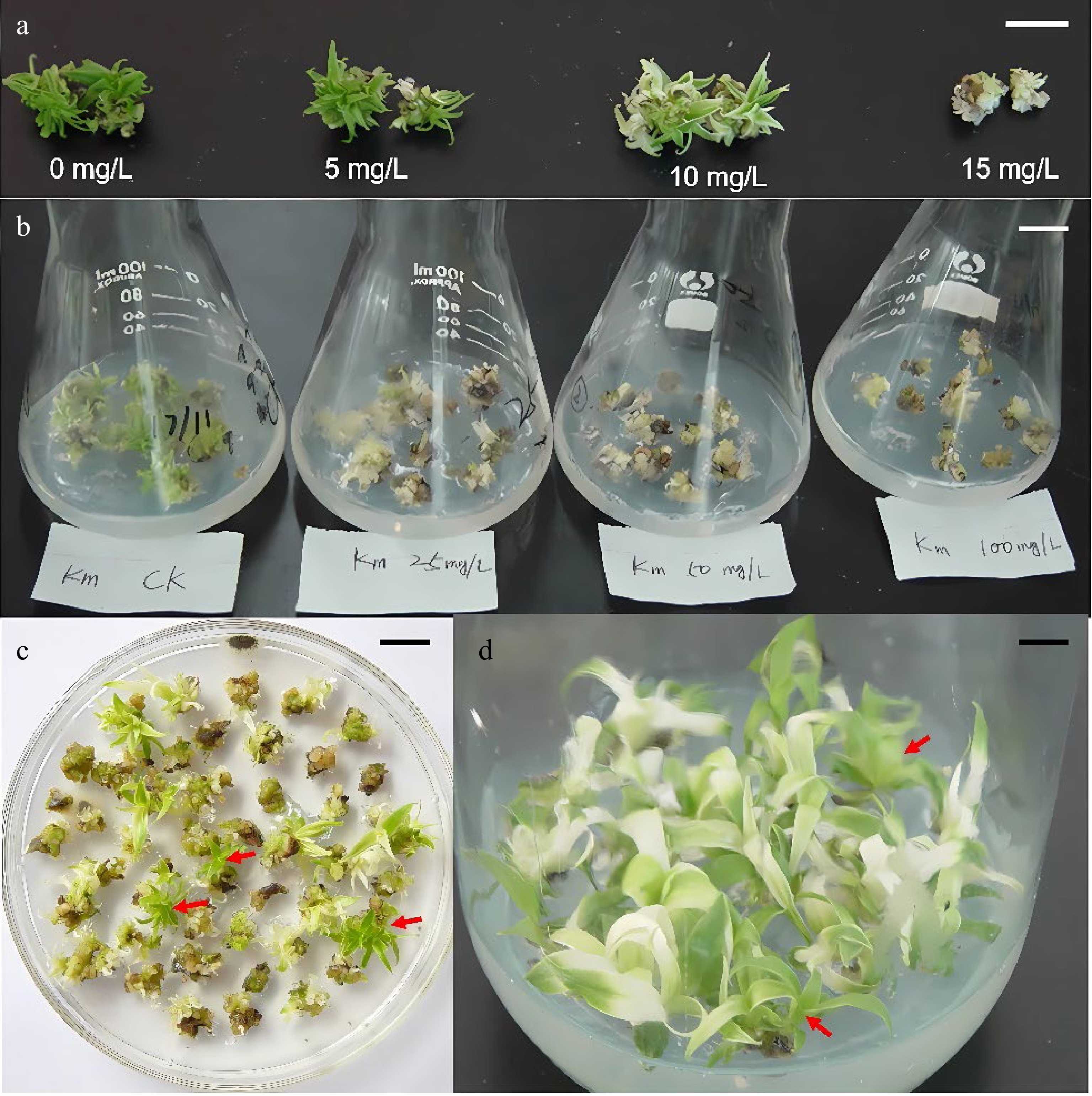 Overcoming key technical challenges in the genetic transformation of ...
