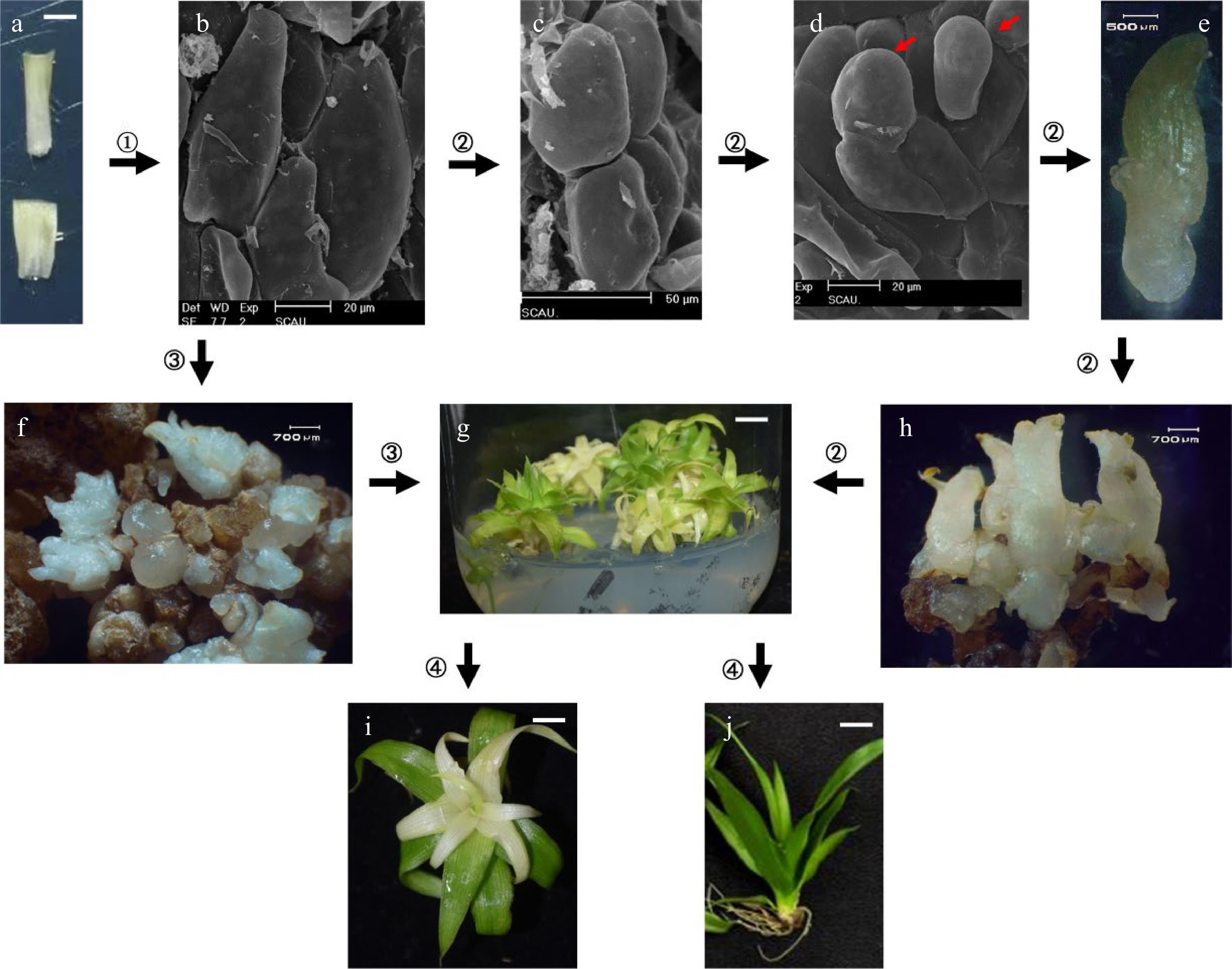 Overcoming key technical challenges in the genetic transformation of ...