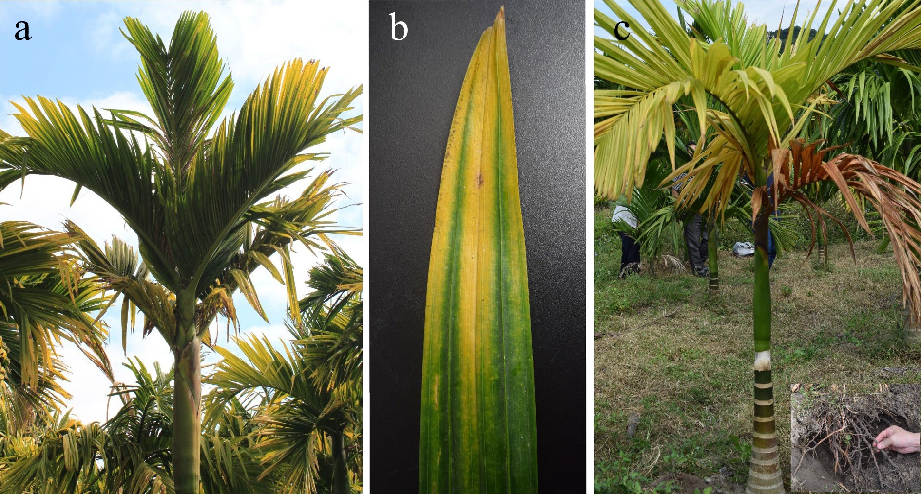 Recent advances of the causal agent of yellow leaf disease (YLD) on areca palm ( Areca catechu L.)