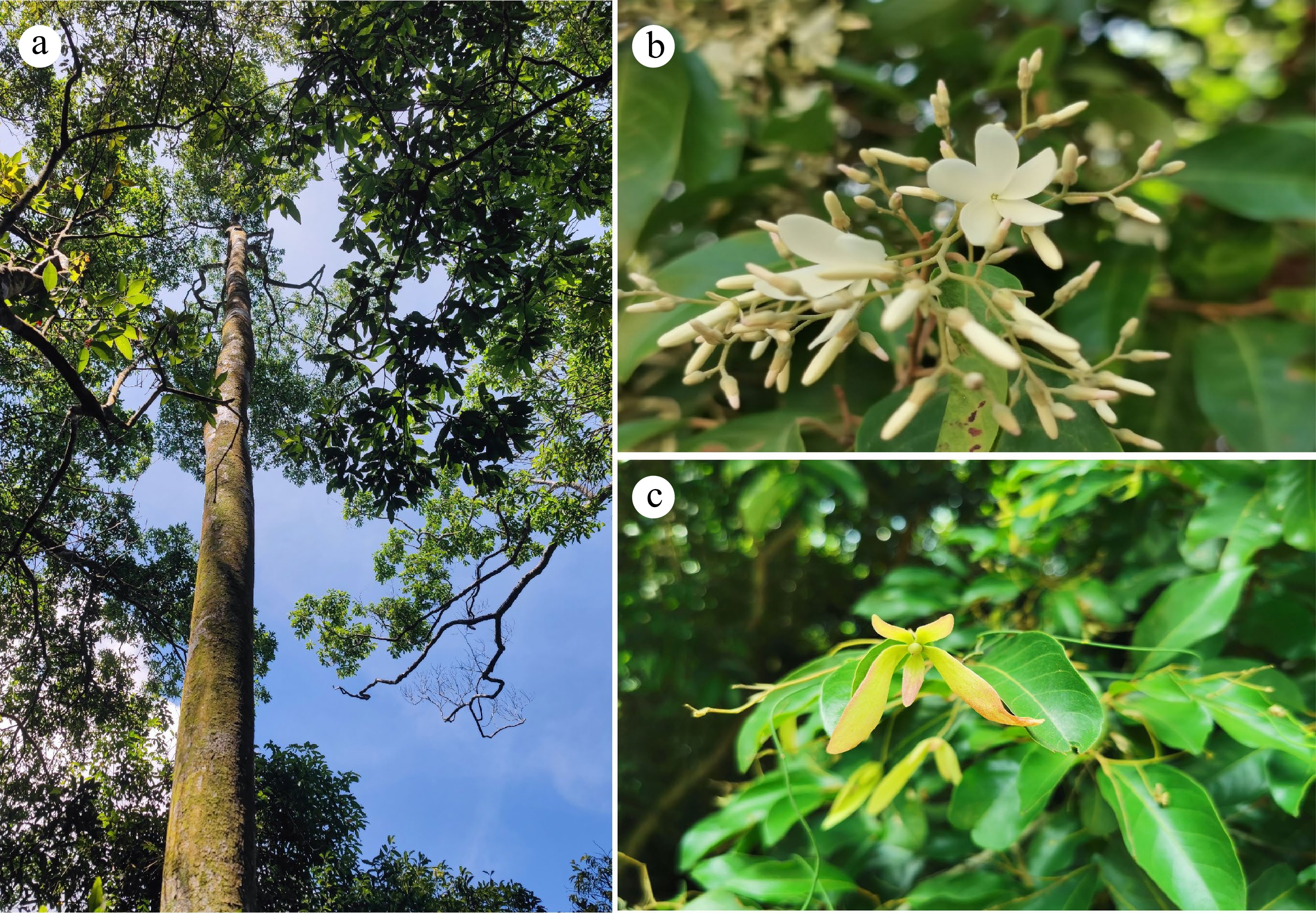 Effects of habitat fragmentation on the coastal Vatica mangachapoi ...