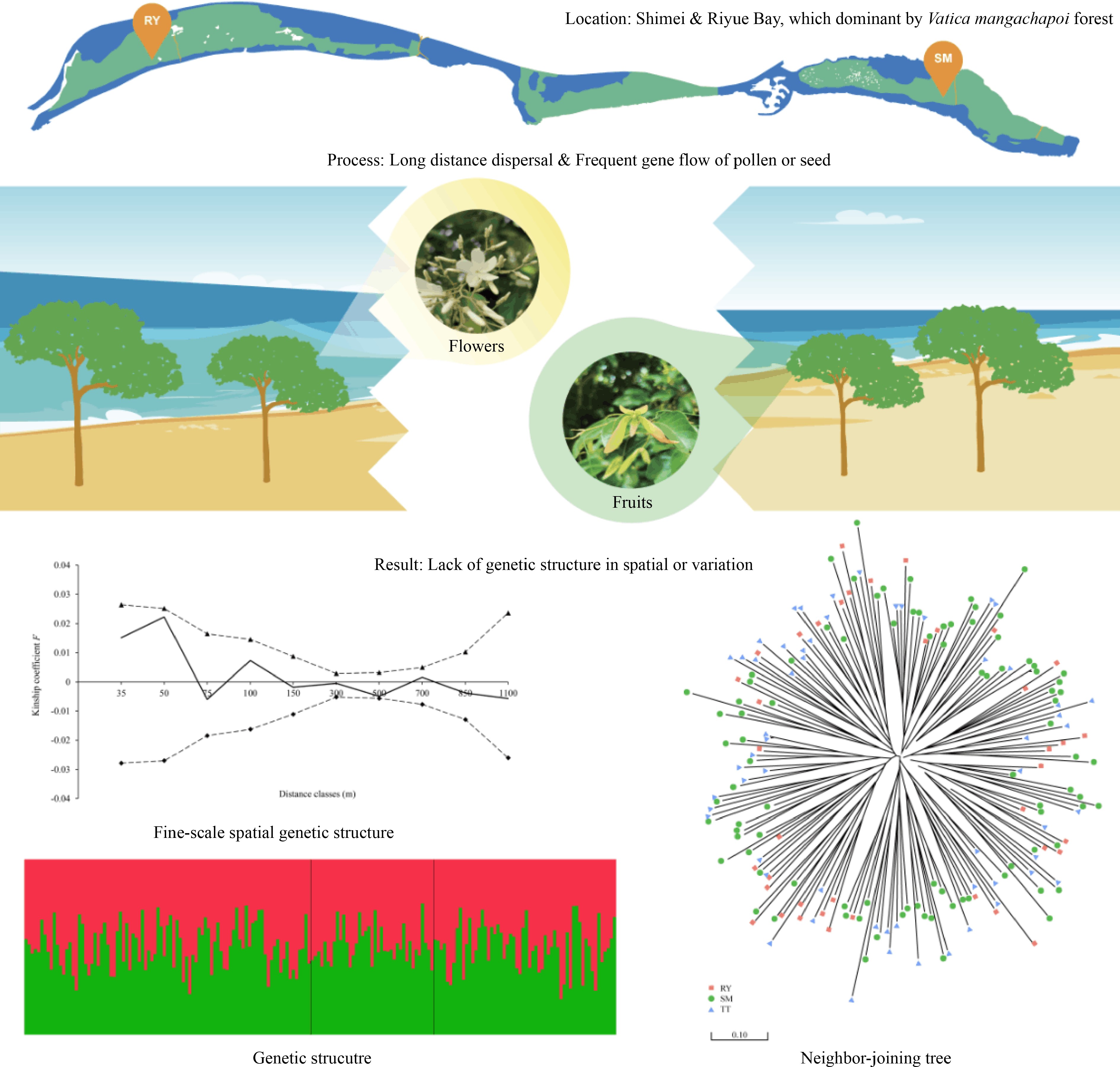 Effects of habitat fragmentation on the coastal Vatica mangachapoi ...