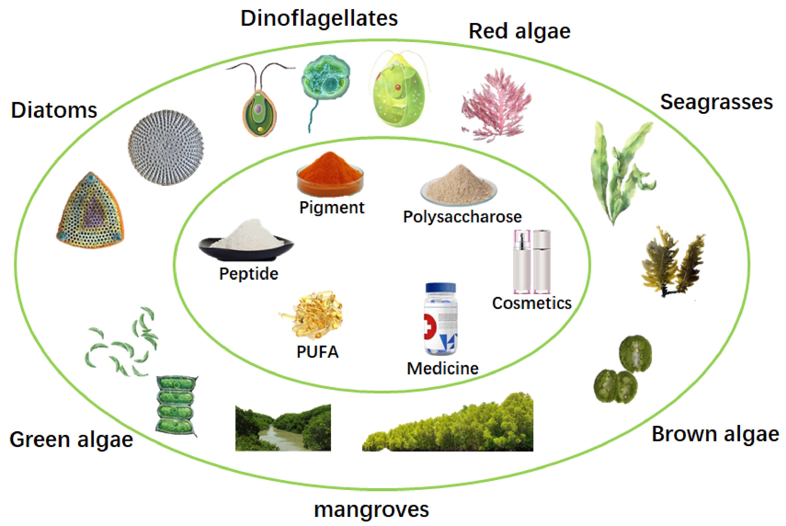 Exploring value-added compounds from tropical marine plants